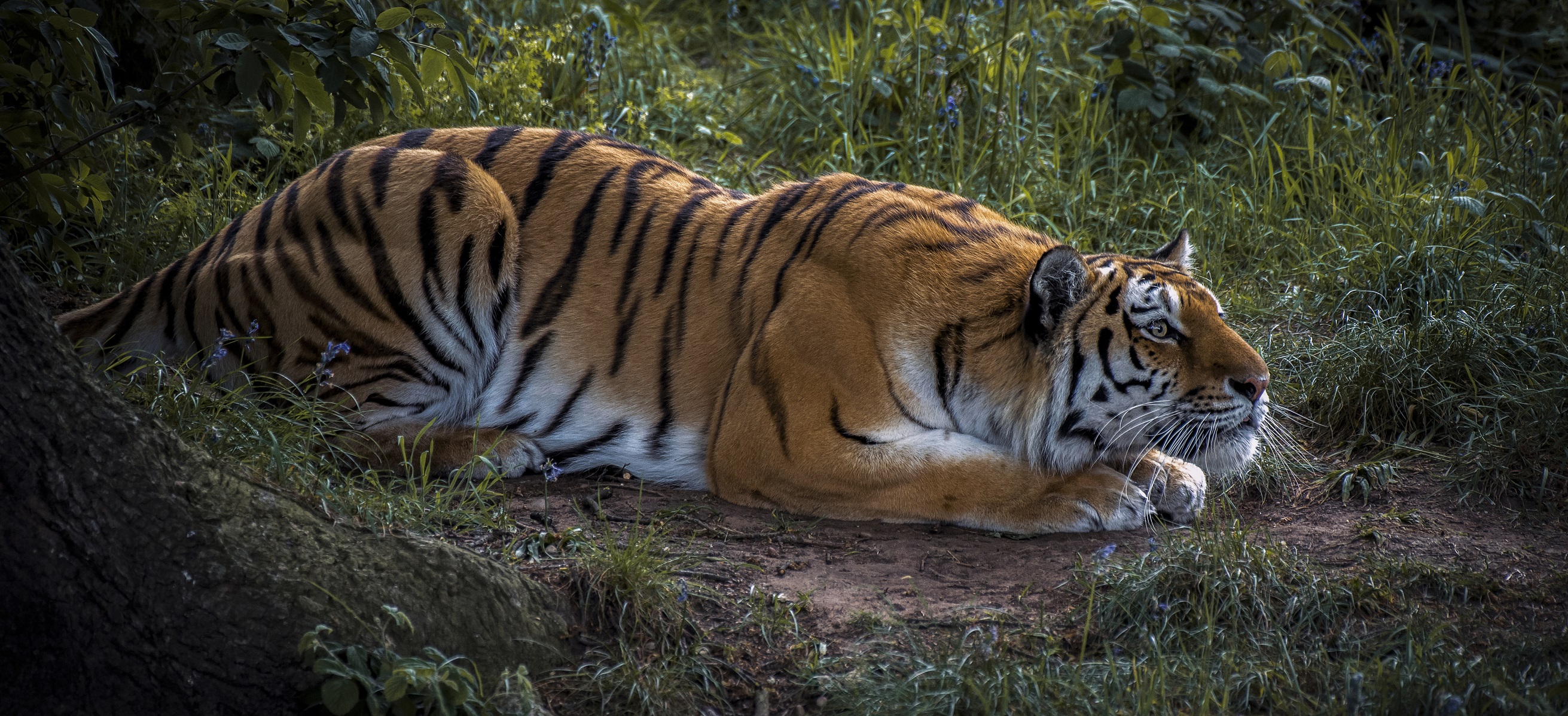 Tiger Resting in the Forest