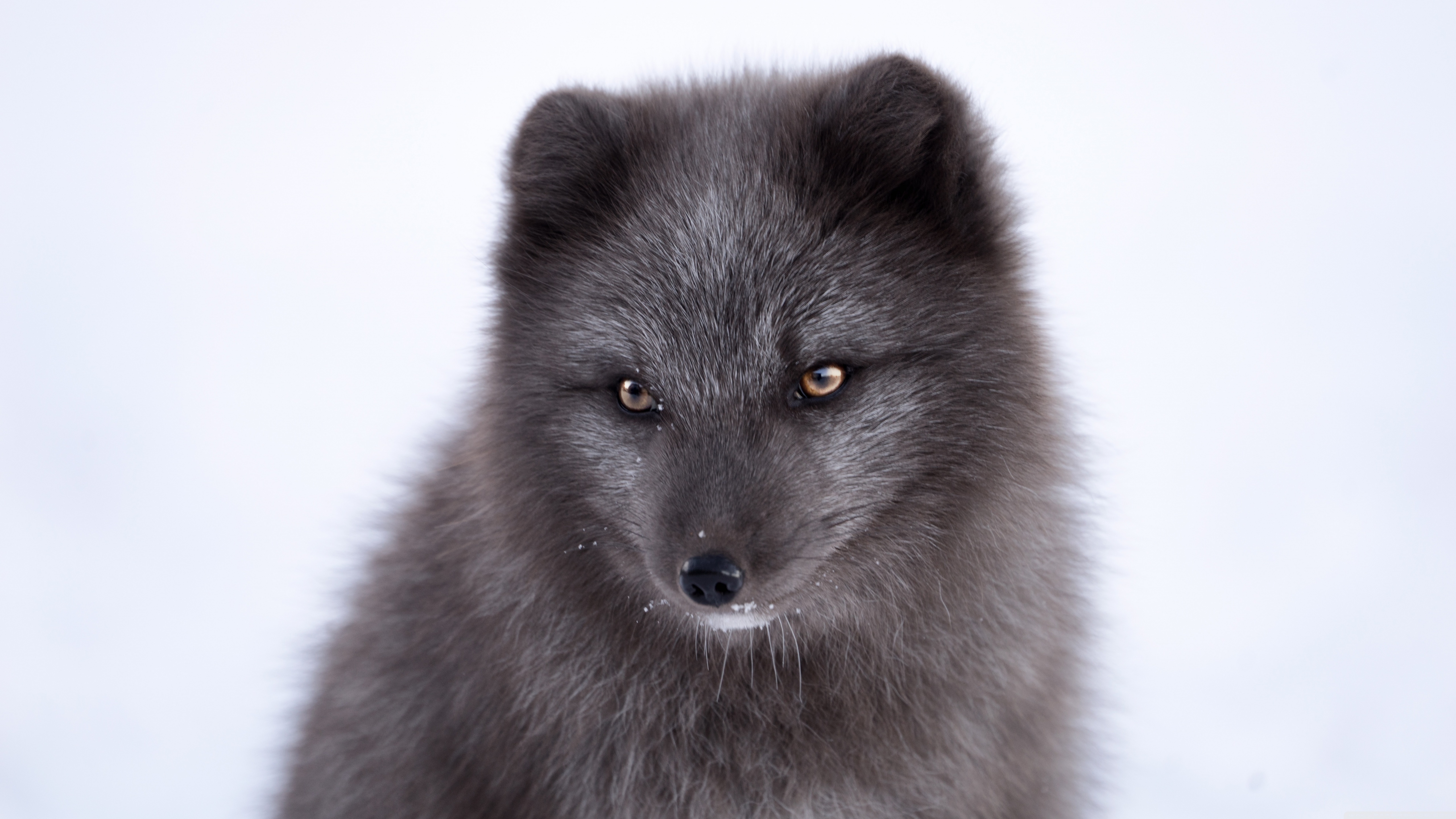 Download Animal Arctic Fox 4k Ultra HD Wallpaper