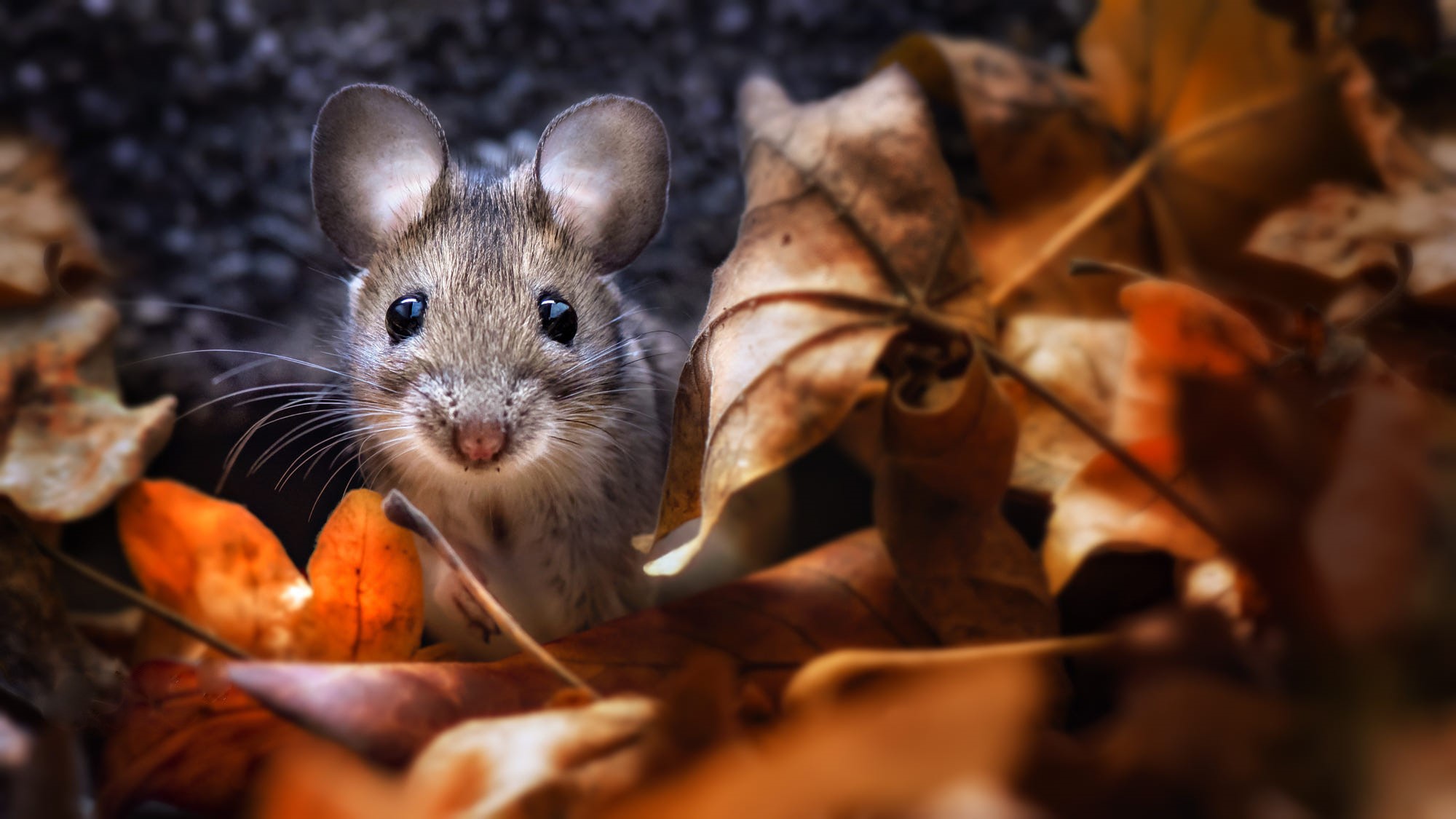 Download Rodent Fall Animal Mouse HD Wallpaper
