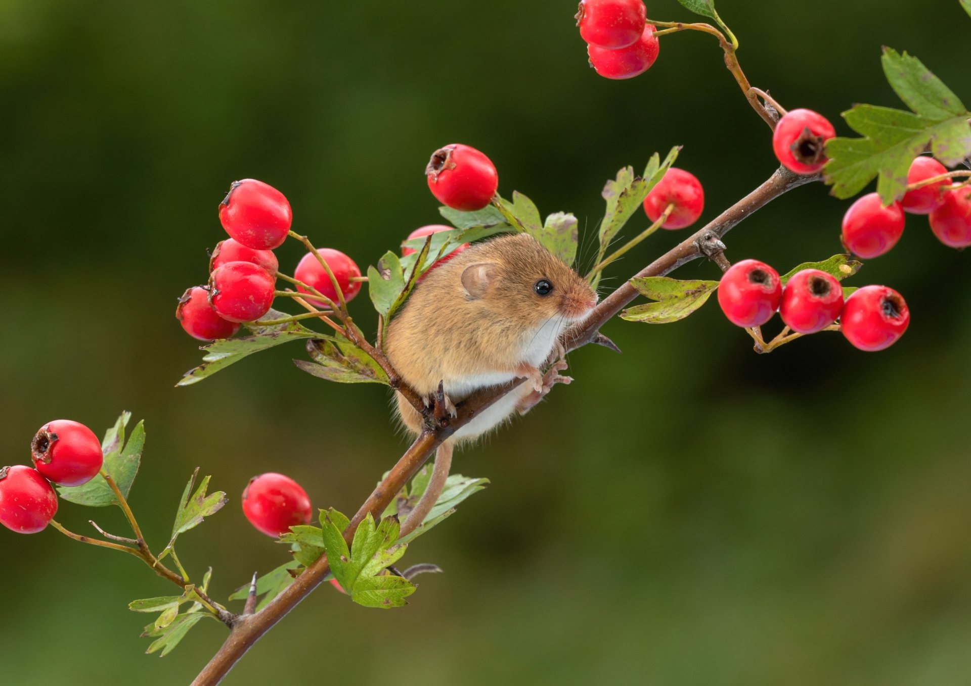 Download Rodent Berry Animal Mouse 4k Ultra HD Wallpaper
