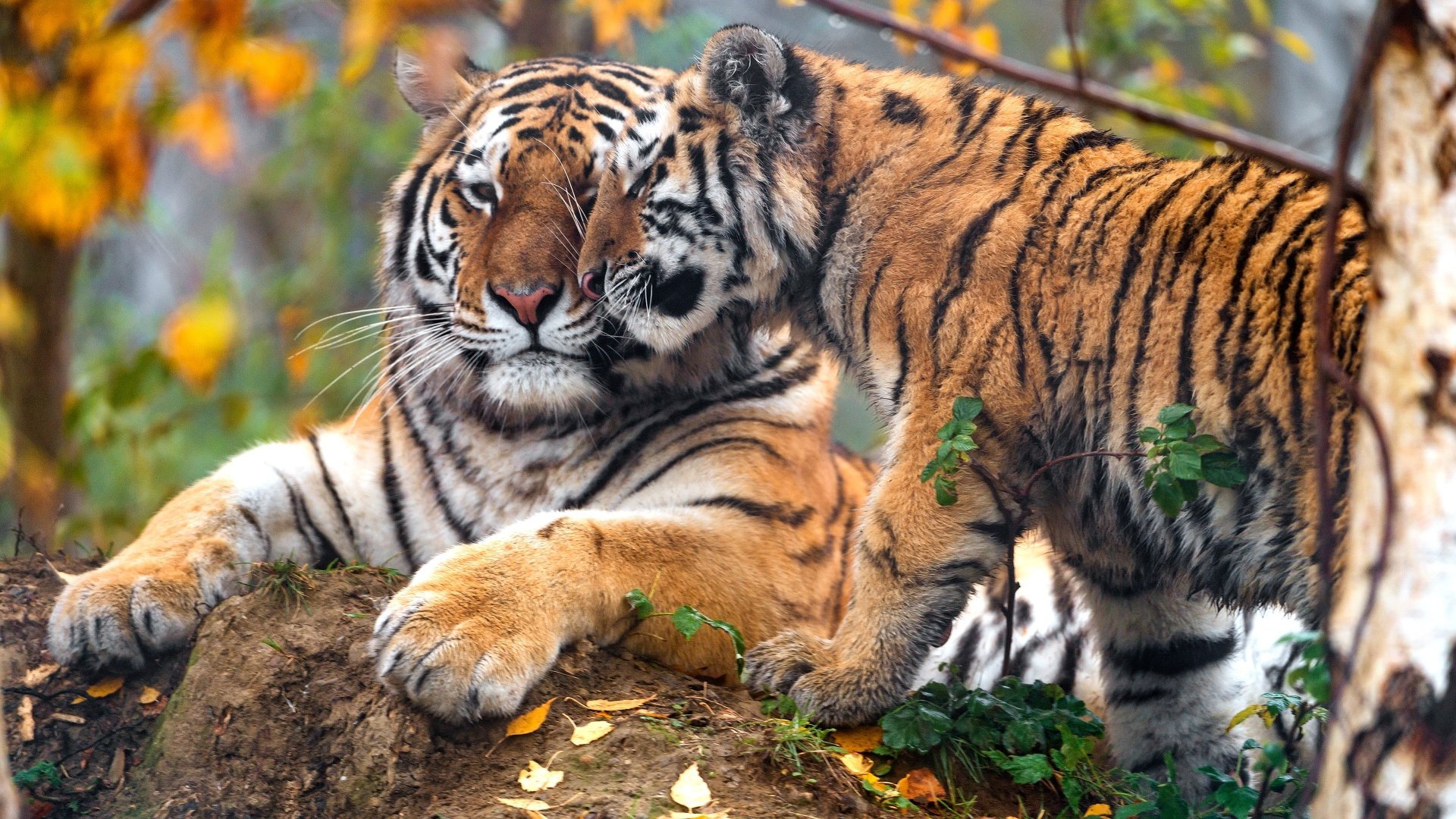 Download Baby Animal Cub Animal Tiger 4k Ultra HD Wallpaper | 3840x2160 ...