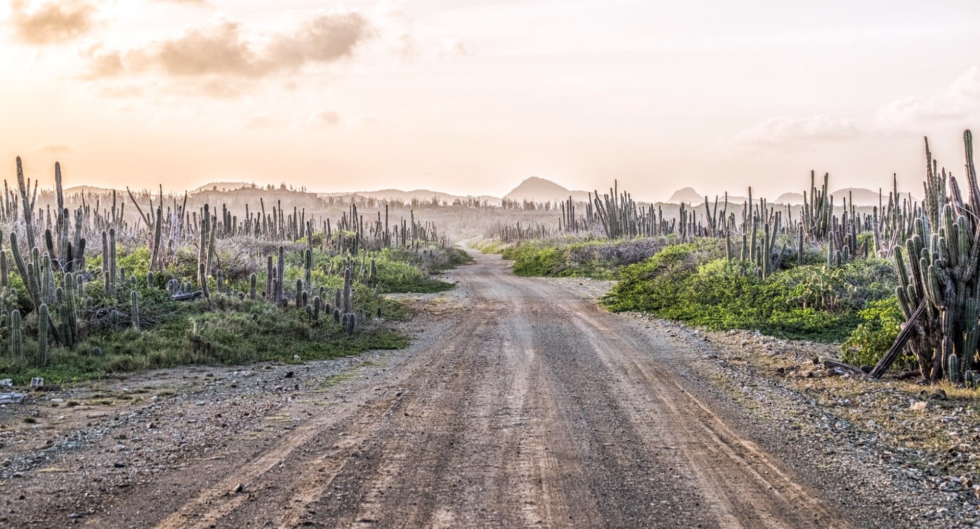 Download Cactus Path Nature Desert HD Wallpaper