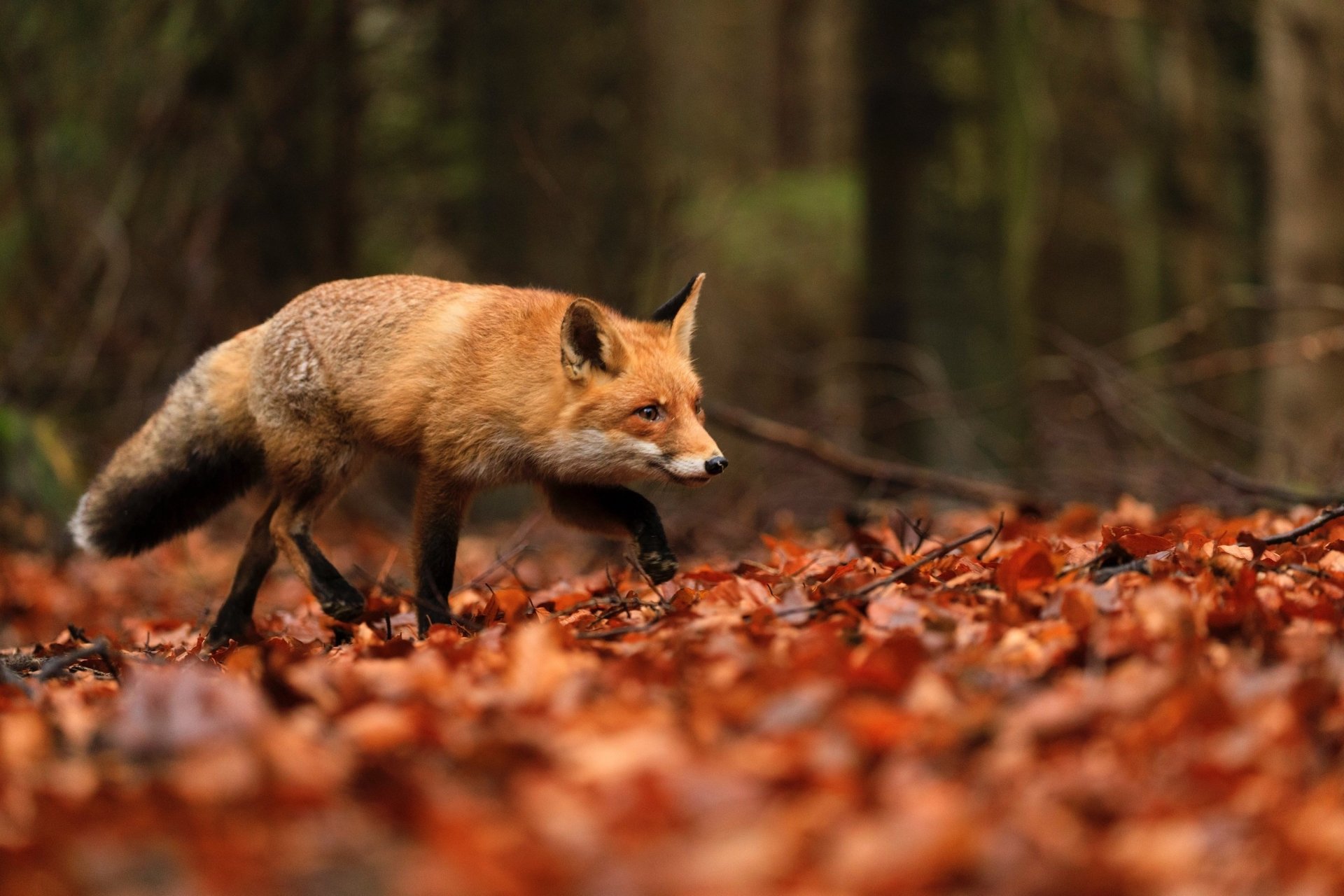 Download Fall Animal Fox HD Wallpaper | 2720x1813 | Wallpaper Abyss