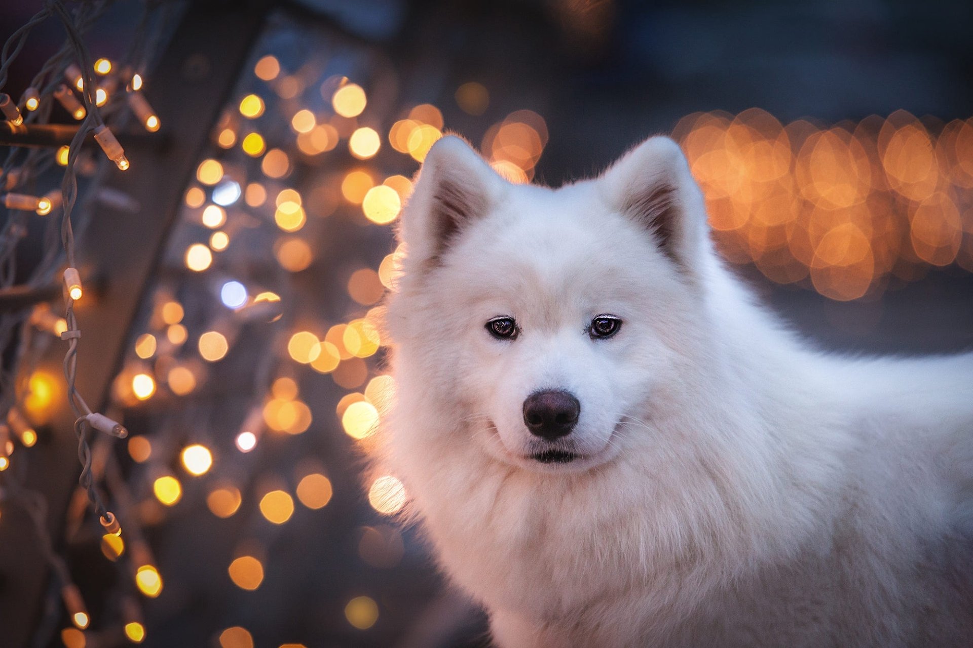Download Bokeh Dog Animal Samoyed HD Wallpaper