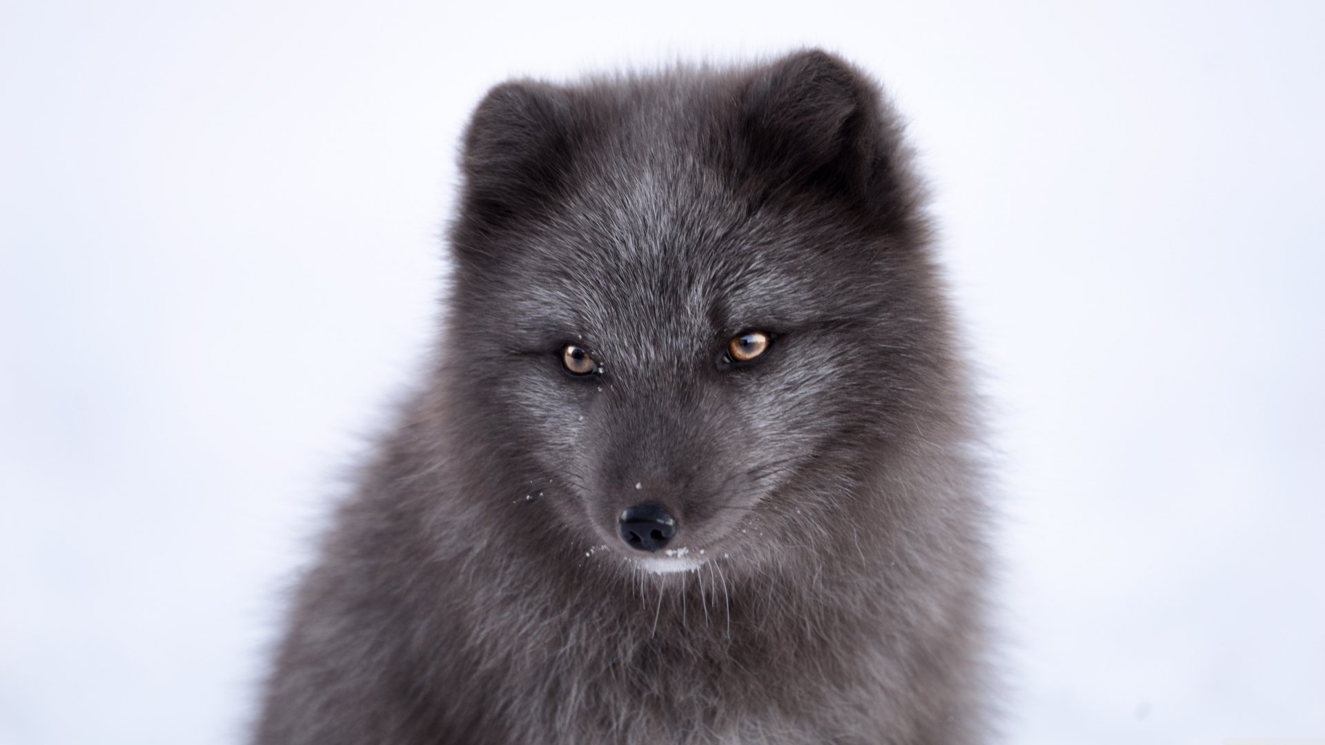 Download Animal Arctic Fox 4k Ultra HD Wallpaper