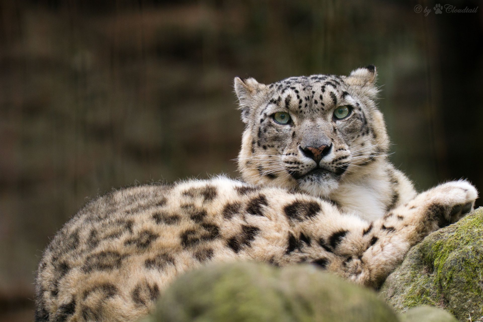 Download Animal Snow Leopard HD Wallpaper | 2000x1333 | Wallpaper Abyss
