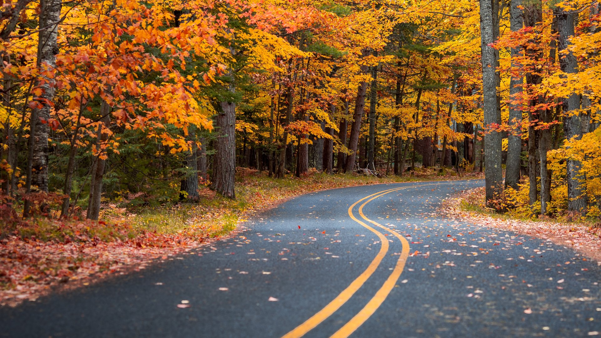 4K Ultra HD Autumn Road: Crisp Fall Drive Through Vibrant Man-Made Pathways