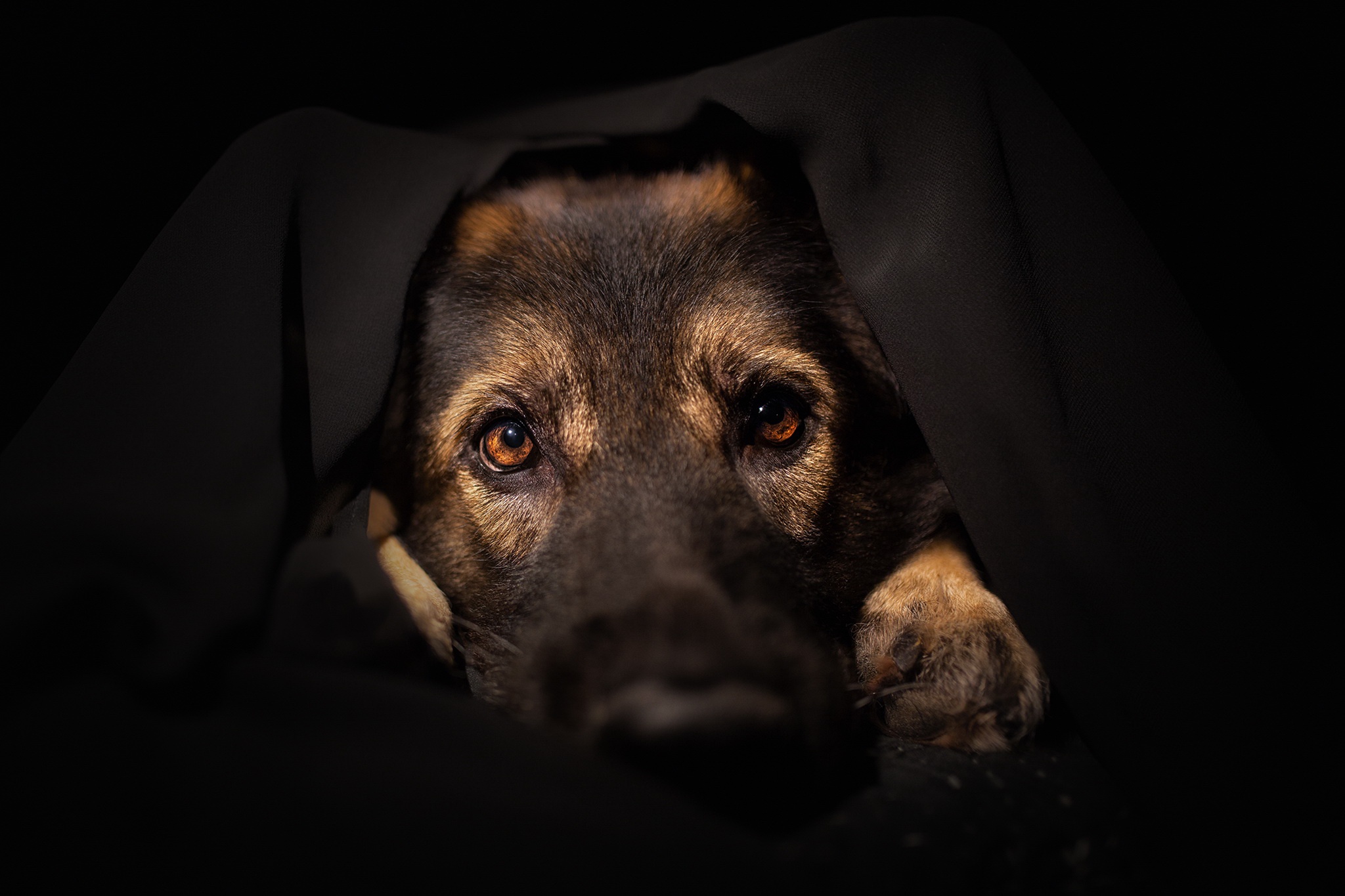 Download Stare Dog Animal German Shepherd HD Wallpaper by Ilona Mikkonen