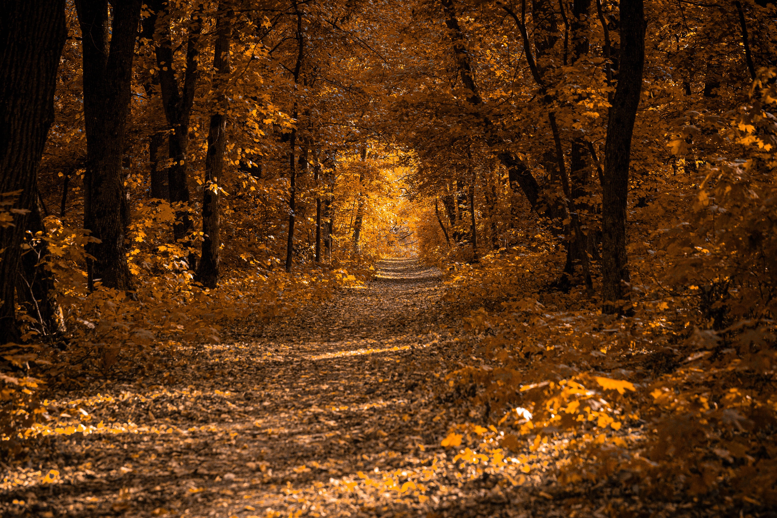 Autumn Trail HD Nature Wallpaper