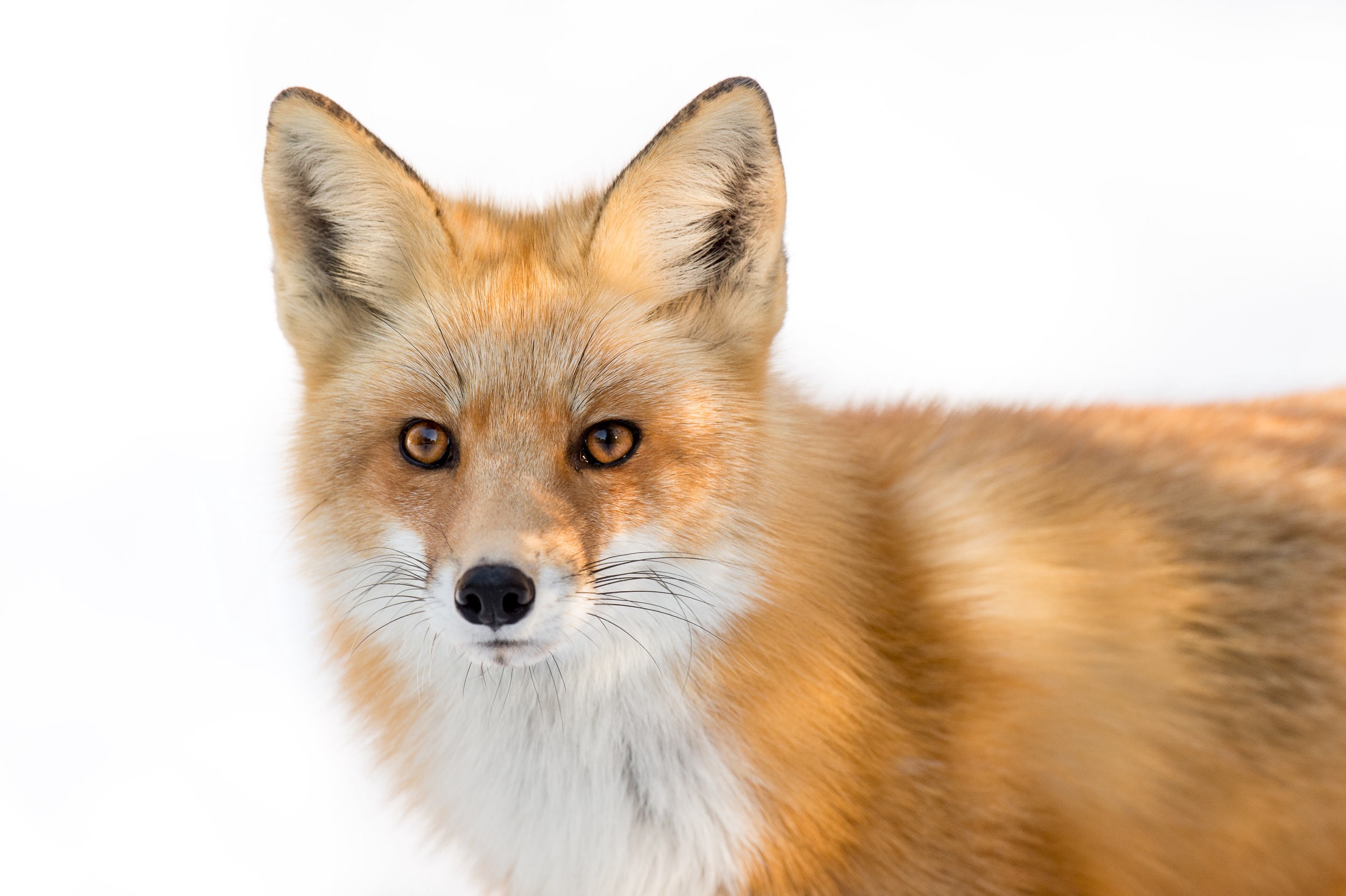 Download Red Fox Animal Fox HD Wallpaper