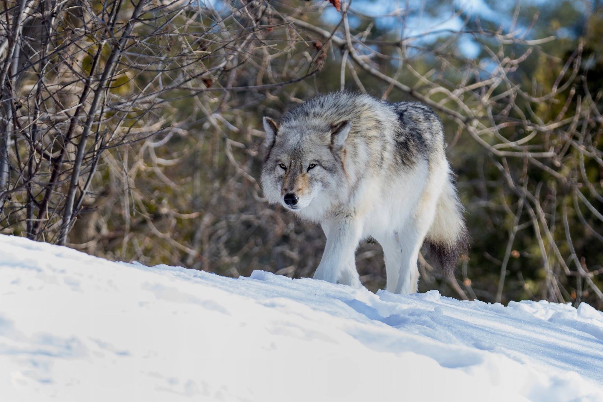 Download Snow Winter Animal Wolf HD Wallpaper