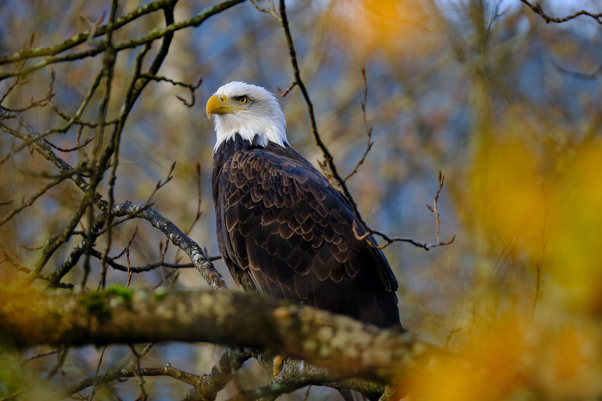 Download Bird Of Prey Bird Animal Bald Eagle HD Wallpaper