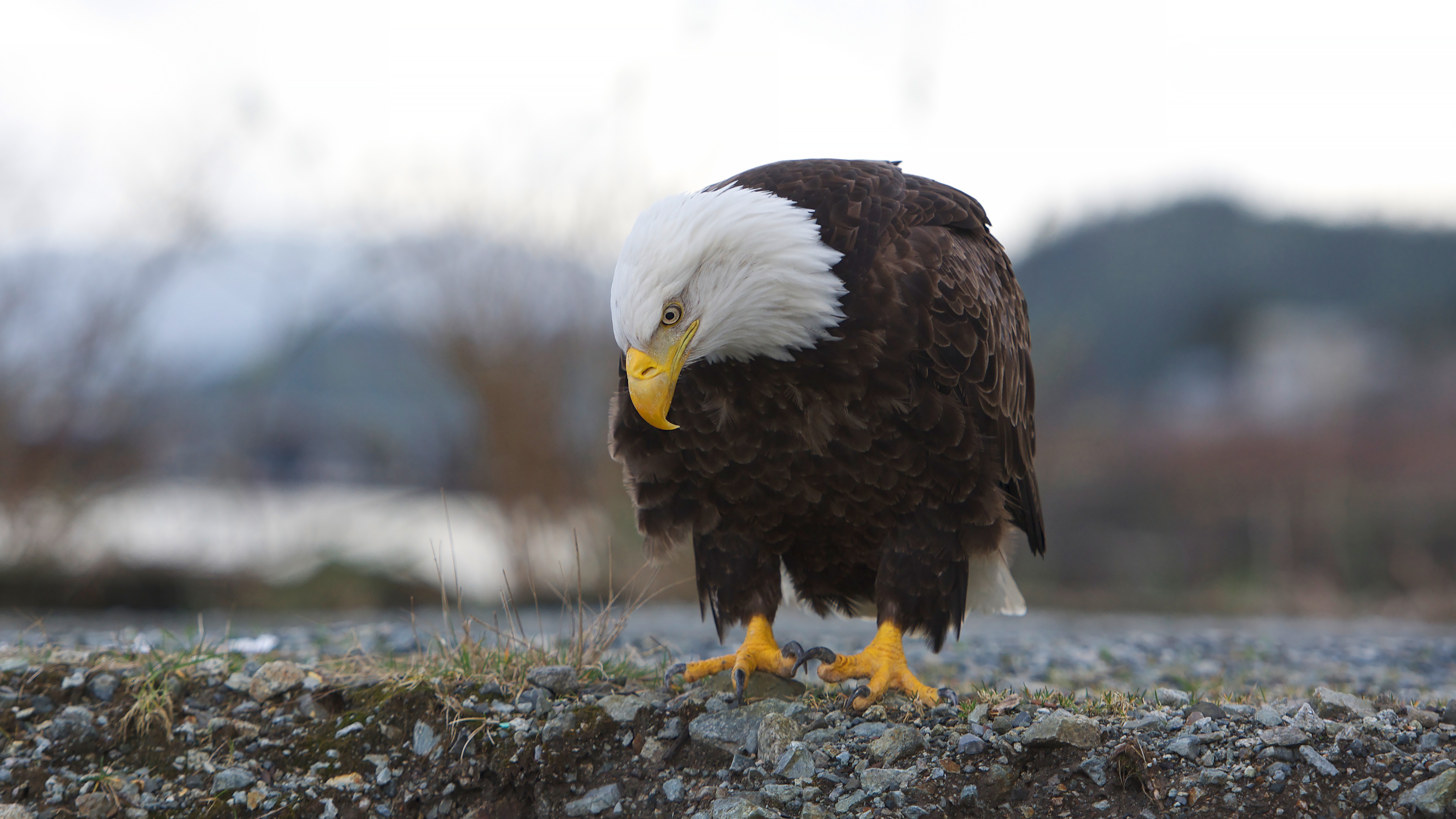 Download Bird Of Prey Bird Animal Bald Eagle 4k Ultra HD Wallpaper