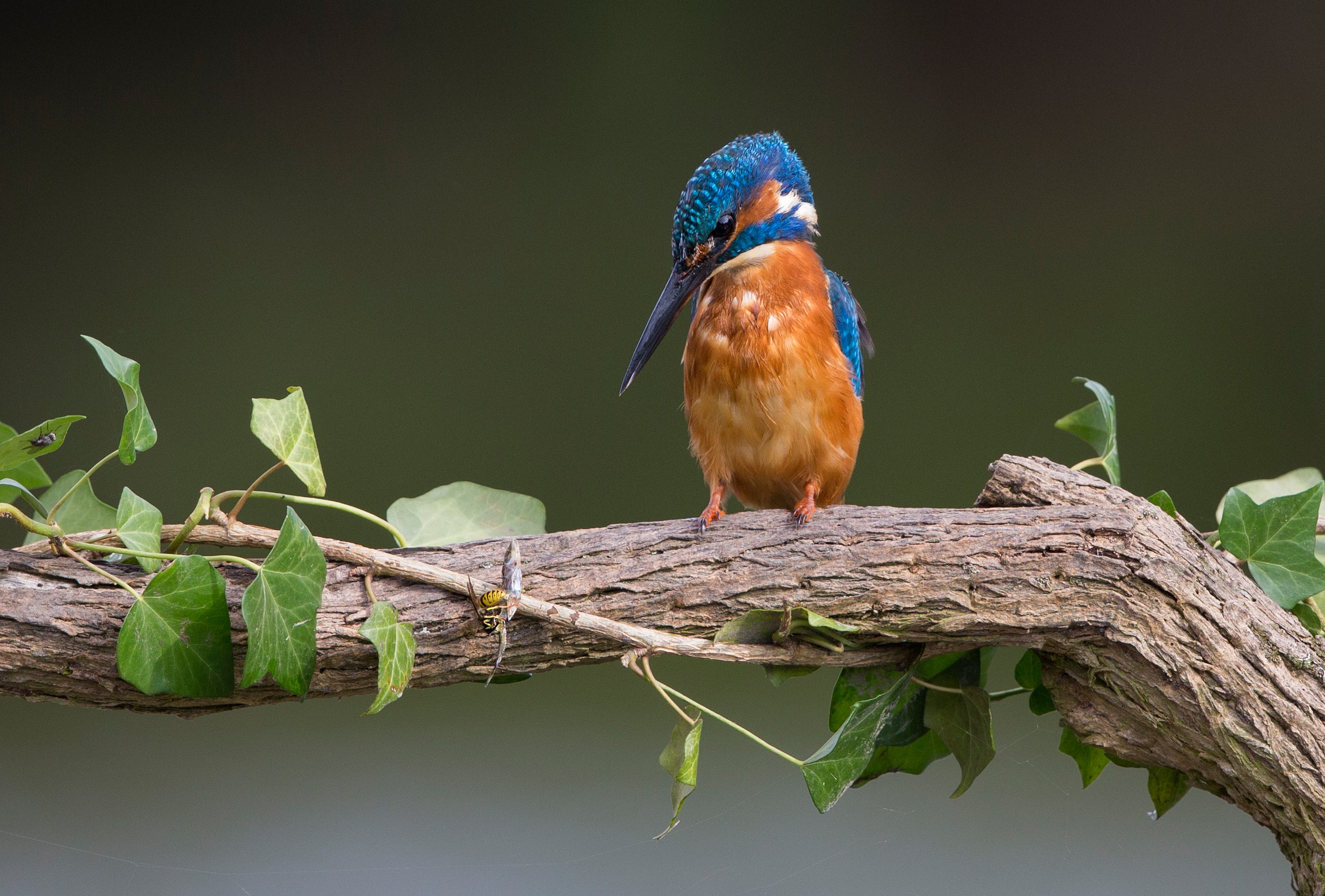 Common (Eurasian) (Small Blue) Kingfisher - alcedo atthis