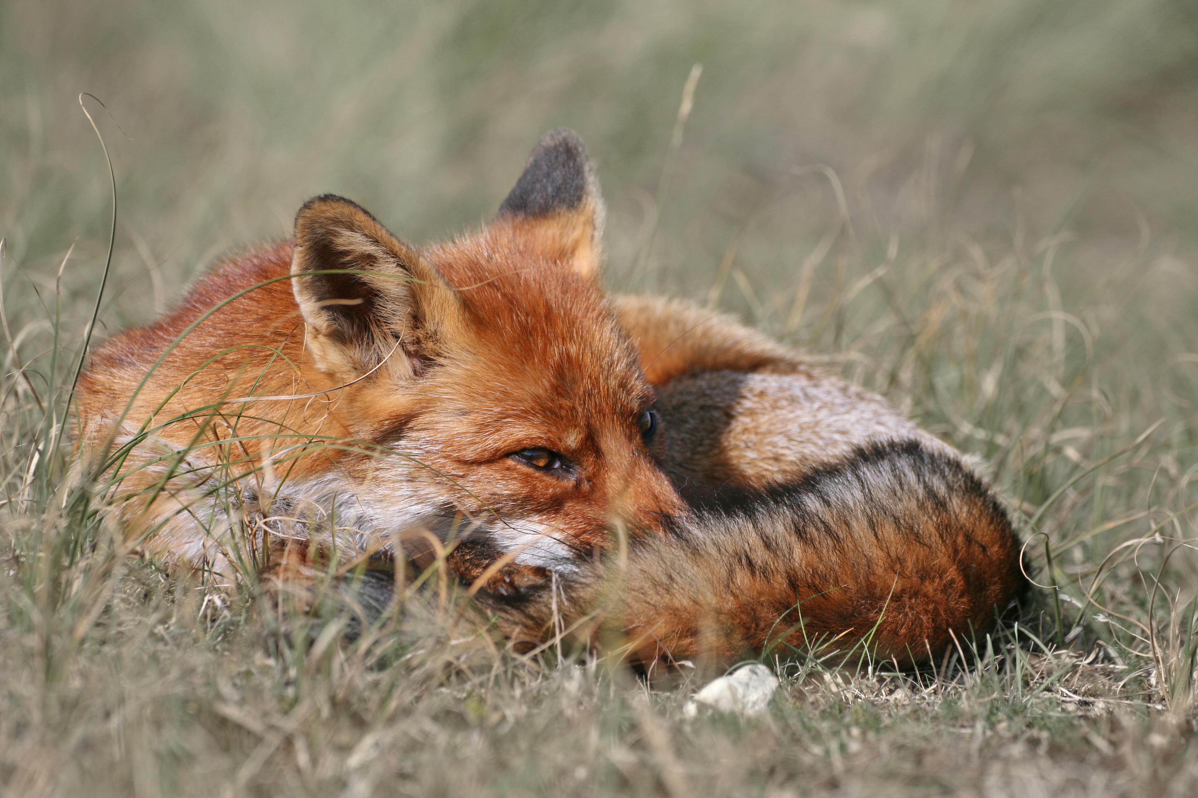Download Animal Fox 4k Ultra HD Wallpaper