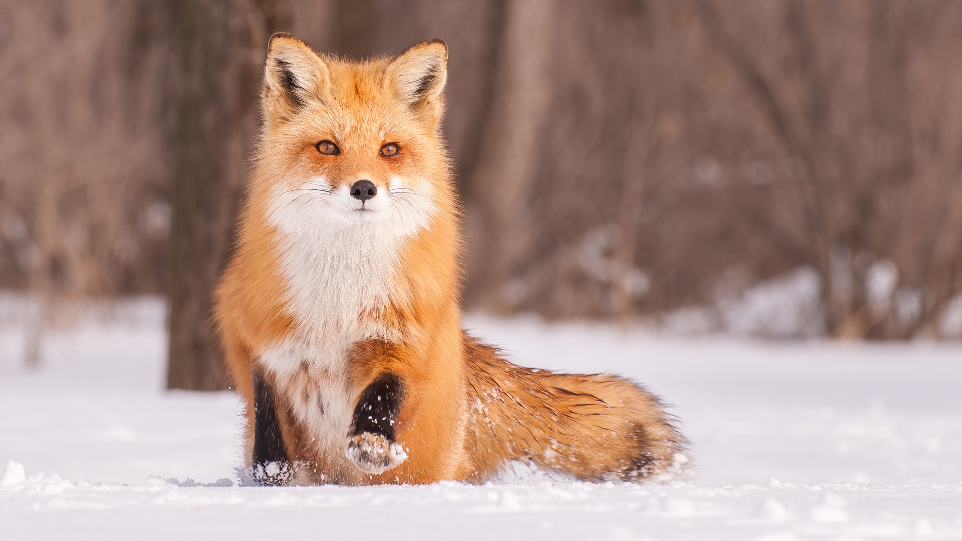 Winter Fox Snow Wallpaper Snow Fox On Snowfield Photo – Free Animal
