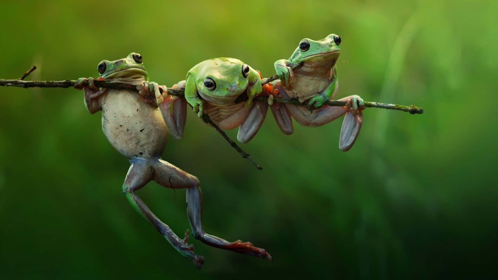 Download Frog Animal Tree Frog HD Wallpaper