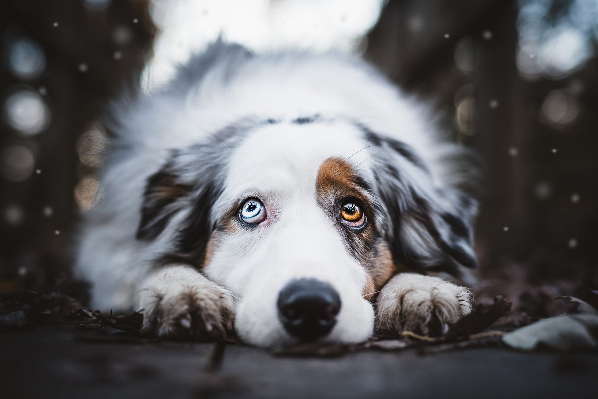 Download Dog Animal Australian Shepherd HD Wallpaper