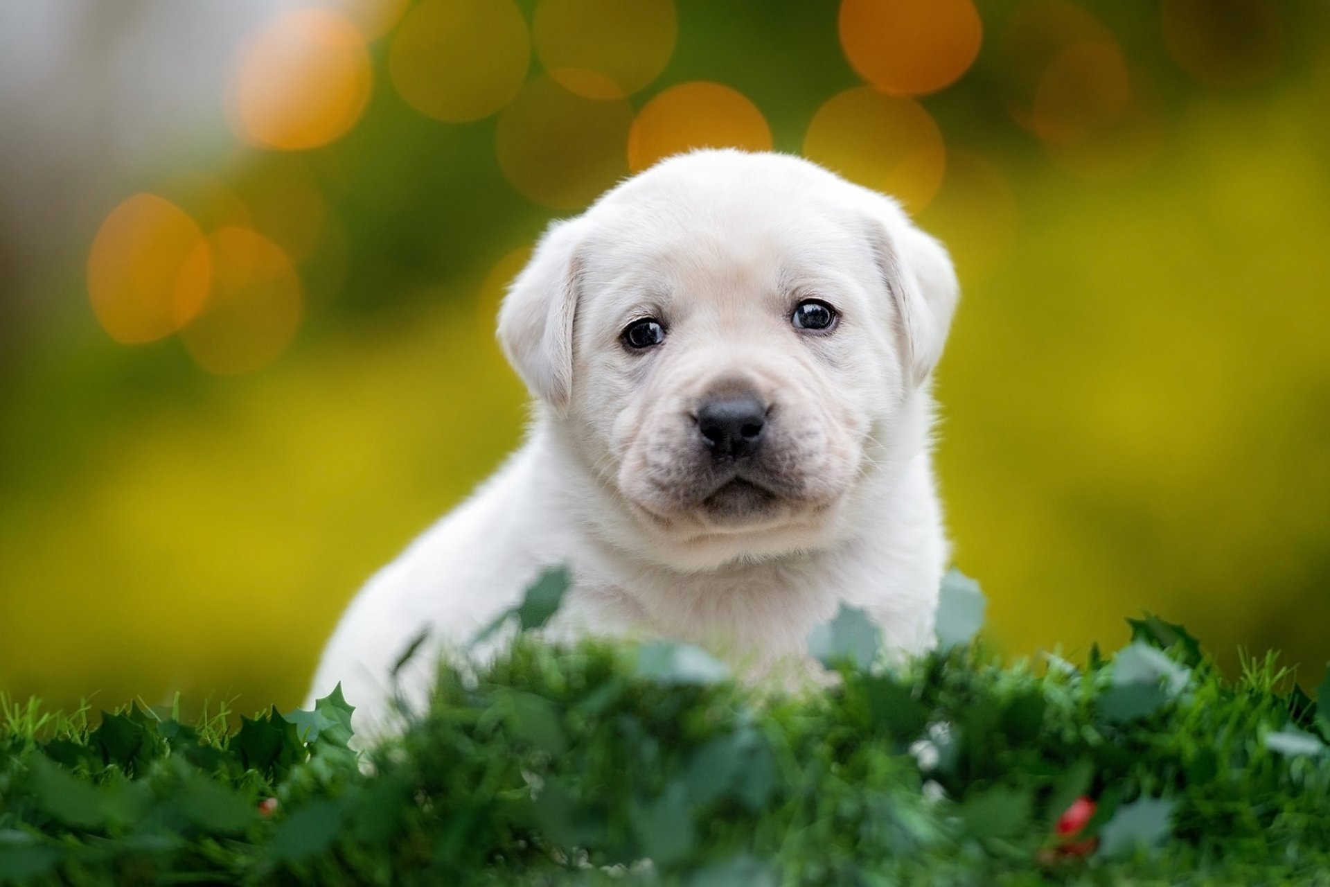 Download Baby Animal Puppy Dog Animal Labrador Retriever HD Wallpaper