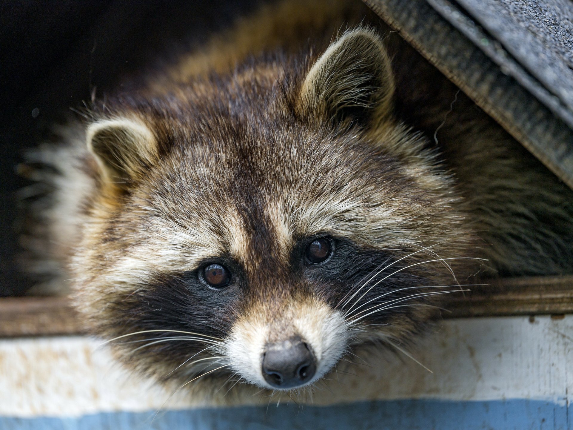 Download Cute Face Animal Raccoon HD Wallpaper