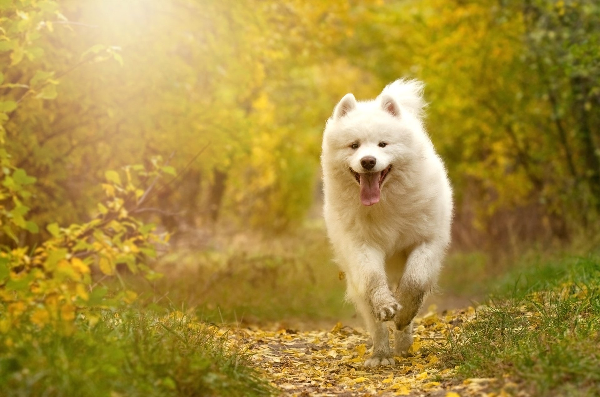 Download Dog Animal Samoyed HD Wallpaper | 1920x1273 | Wallpaper Abyss