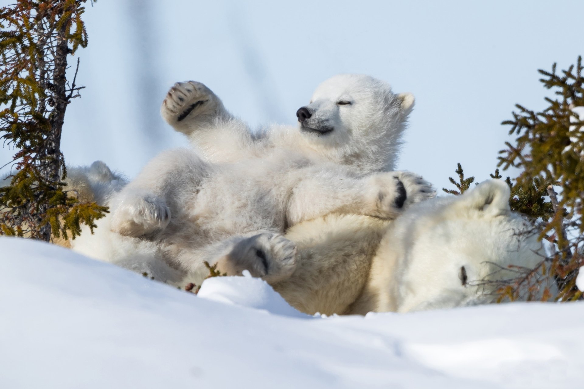 Download Cub Baby Animal Snow Winter Animal Polar Bear Winter Animals ...