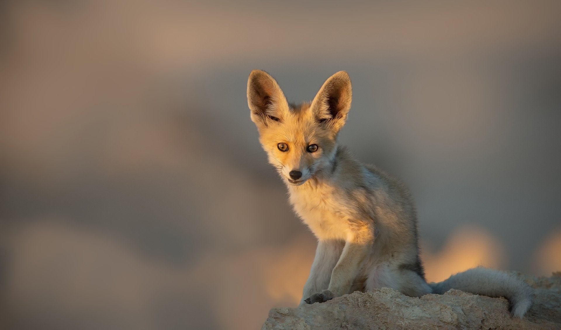 Majestic Swift Fox in Stunning HD Wildlife Wallpaper