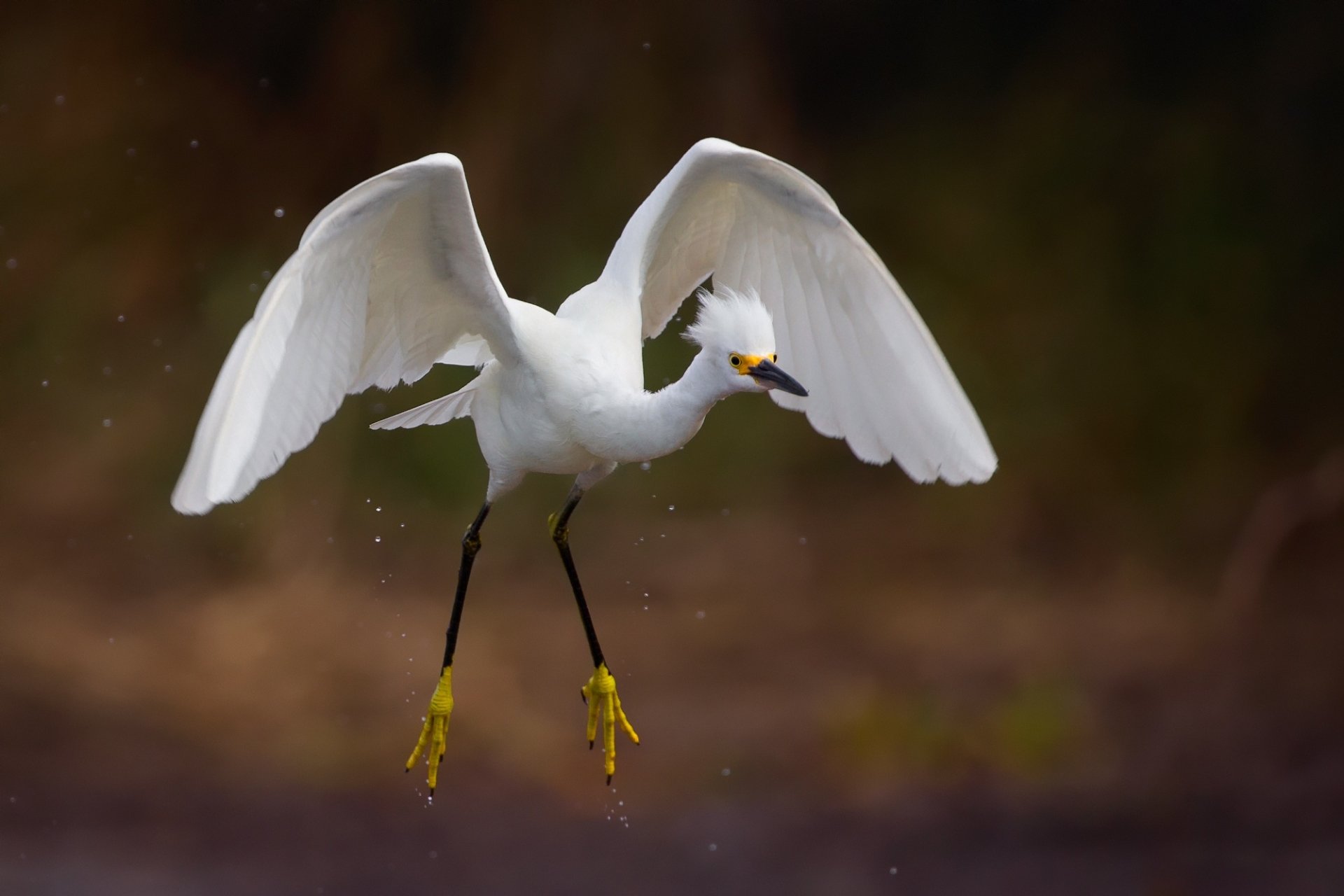 Download Bird Animal Egret HD Wallpaper