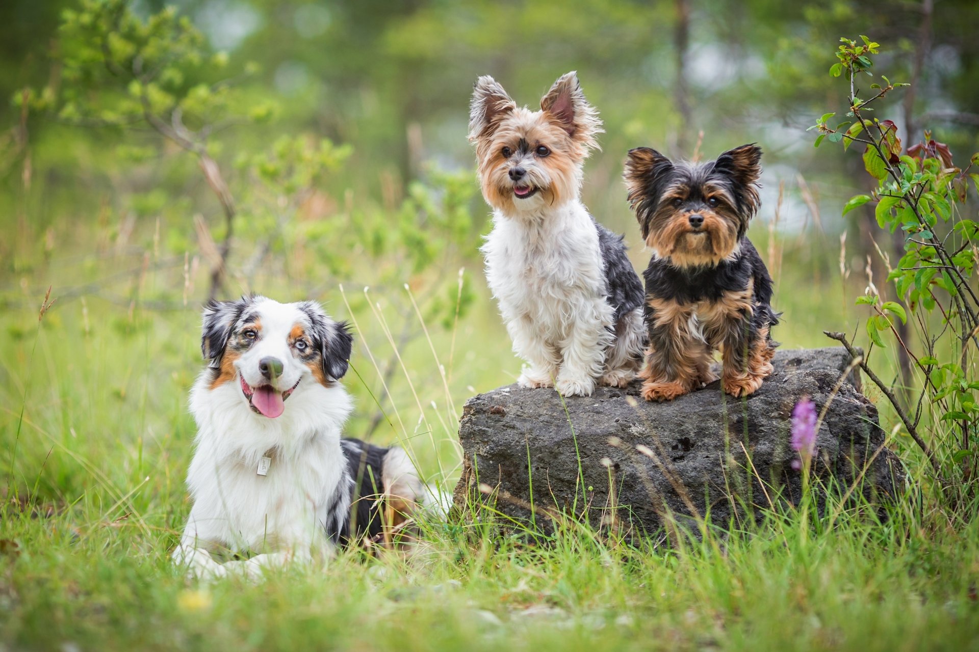 Download Australian Shepherd Yorkshire Terrier Animal Dog HD Wallpaper