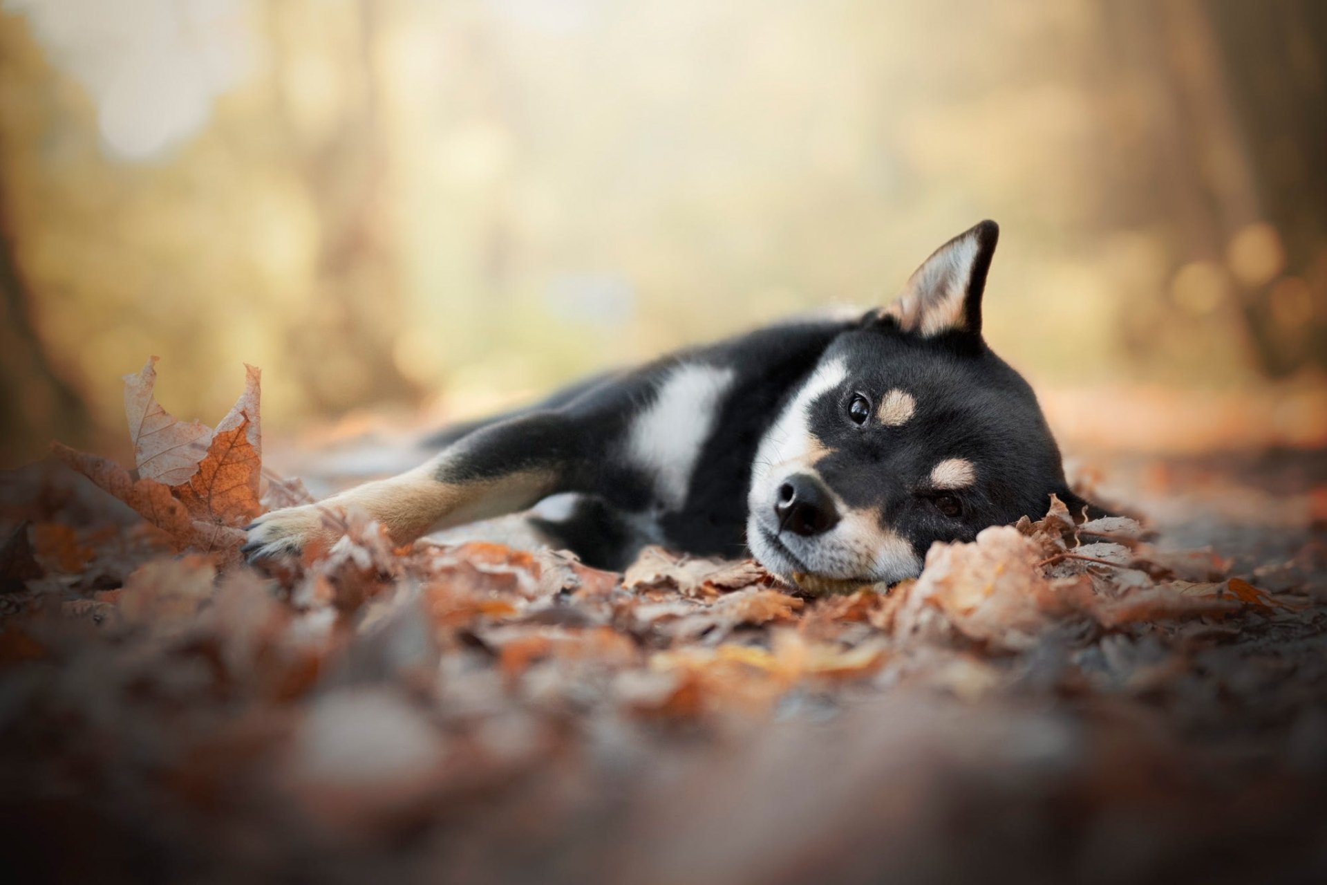 Download Depth Of Field Baby Animal Puppy Dog Fall Animal Shiba Inu HD ...