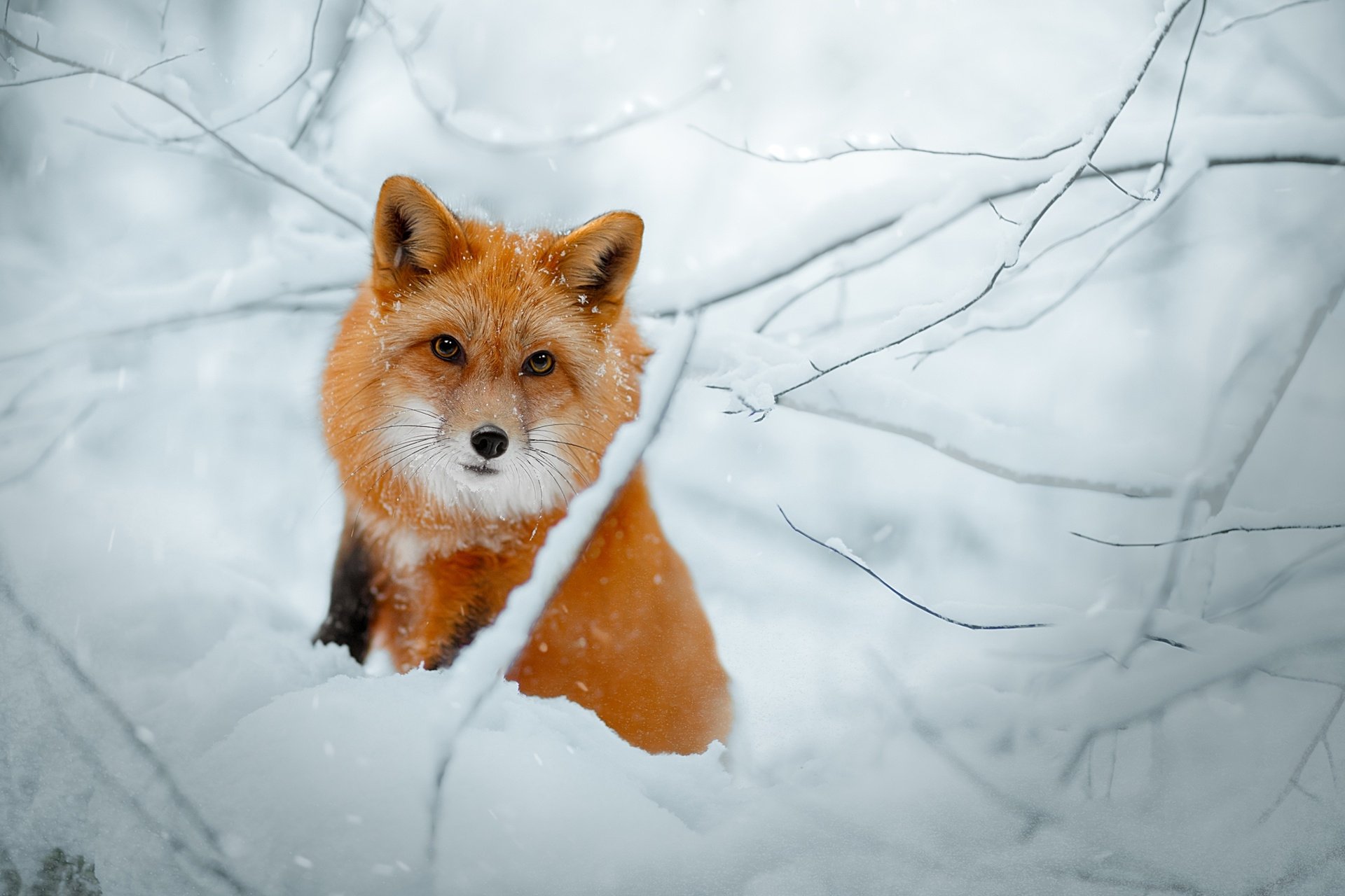 Download Snow Winter Animal Fox HD Wallpaper