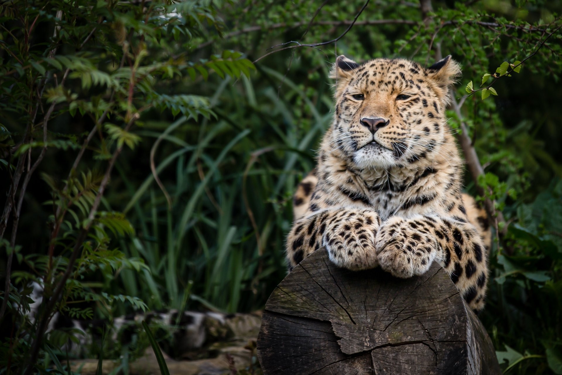 Download Animal Leopard HD Wallpaper