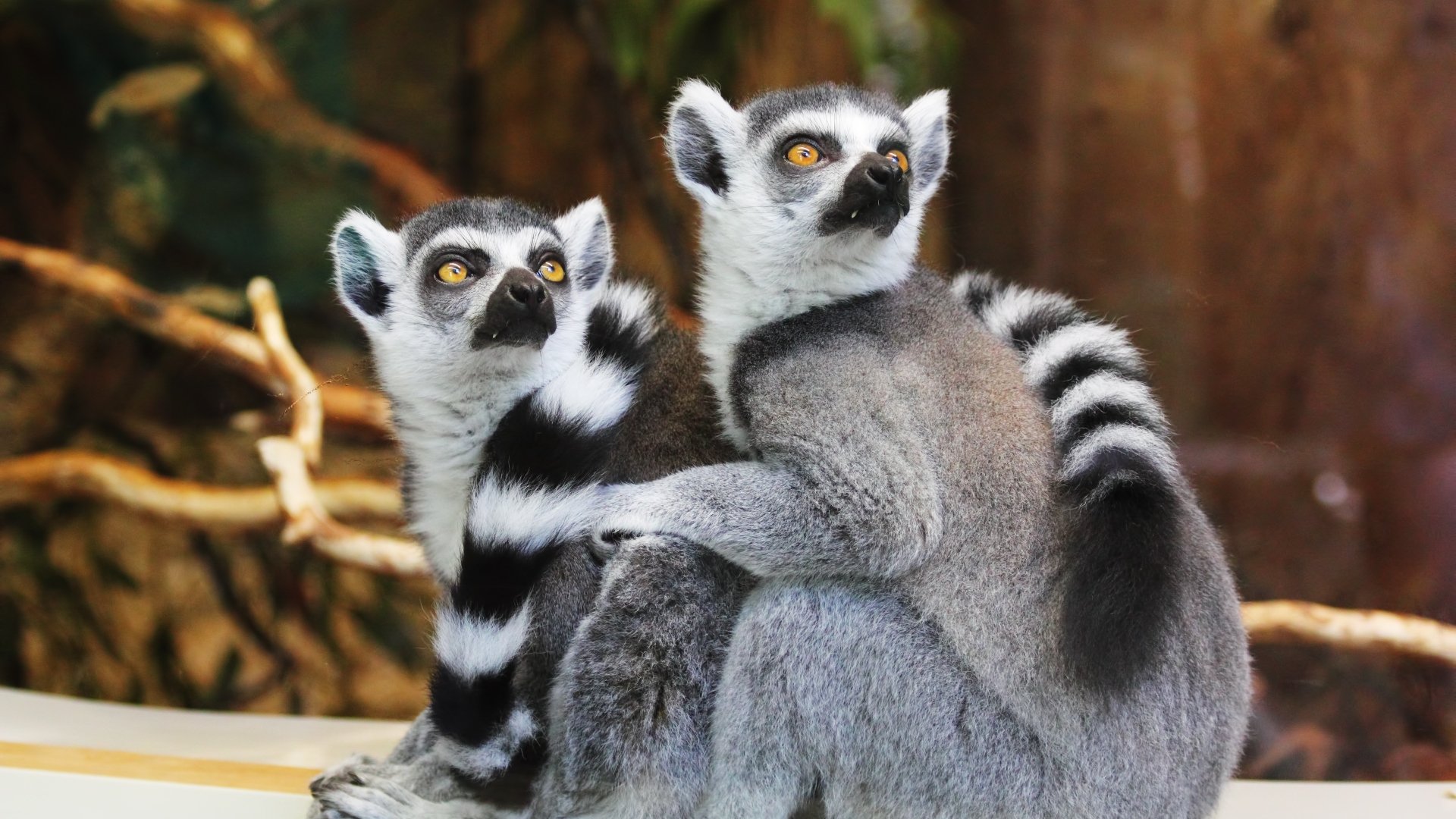 Download Animal Lemur 4k Ultra HD Wallpaper