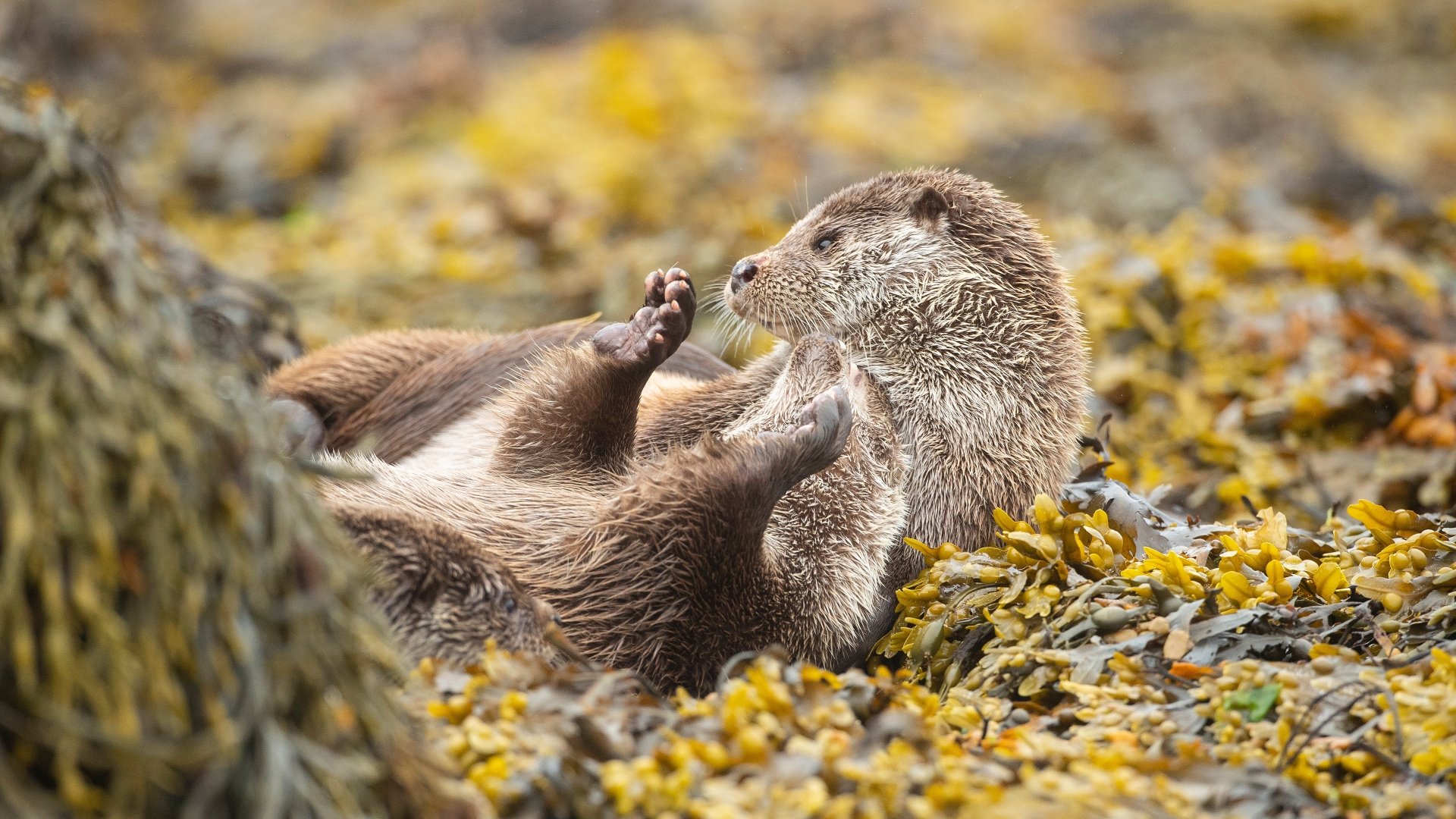 Download Animal Otter 4k Ultra HD Wallpaper