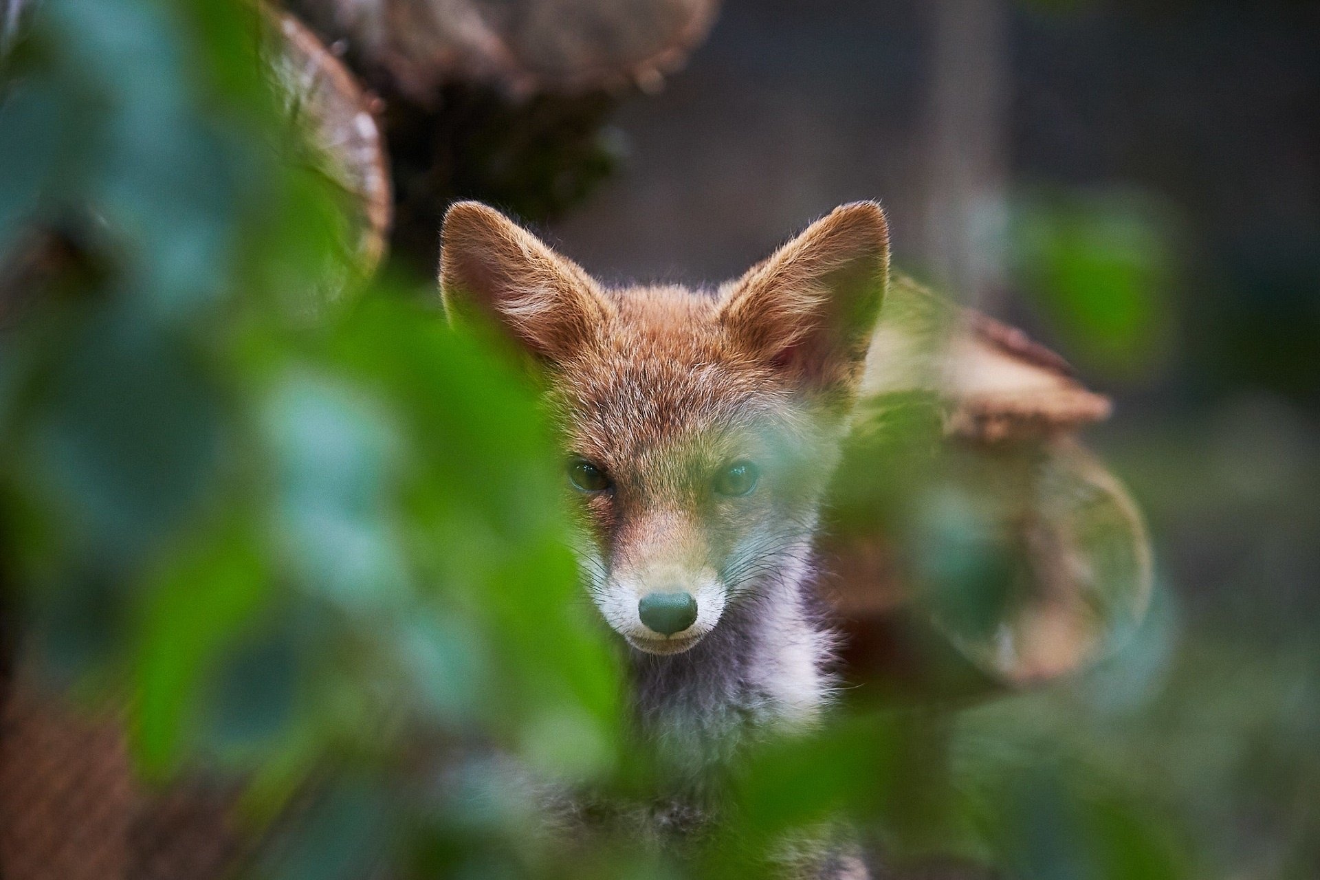 Download Stare Animal Fox HD Wallpaper