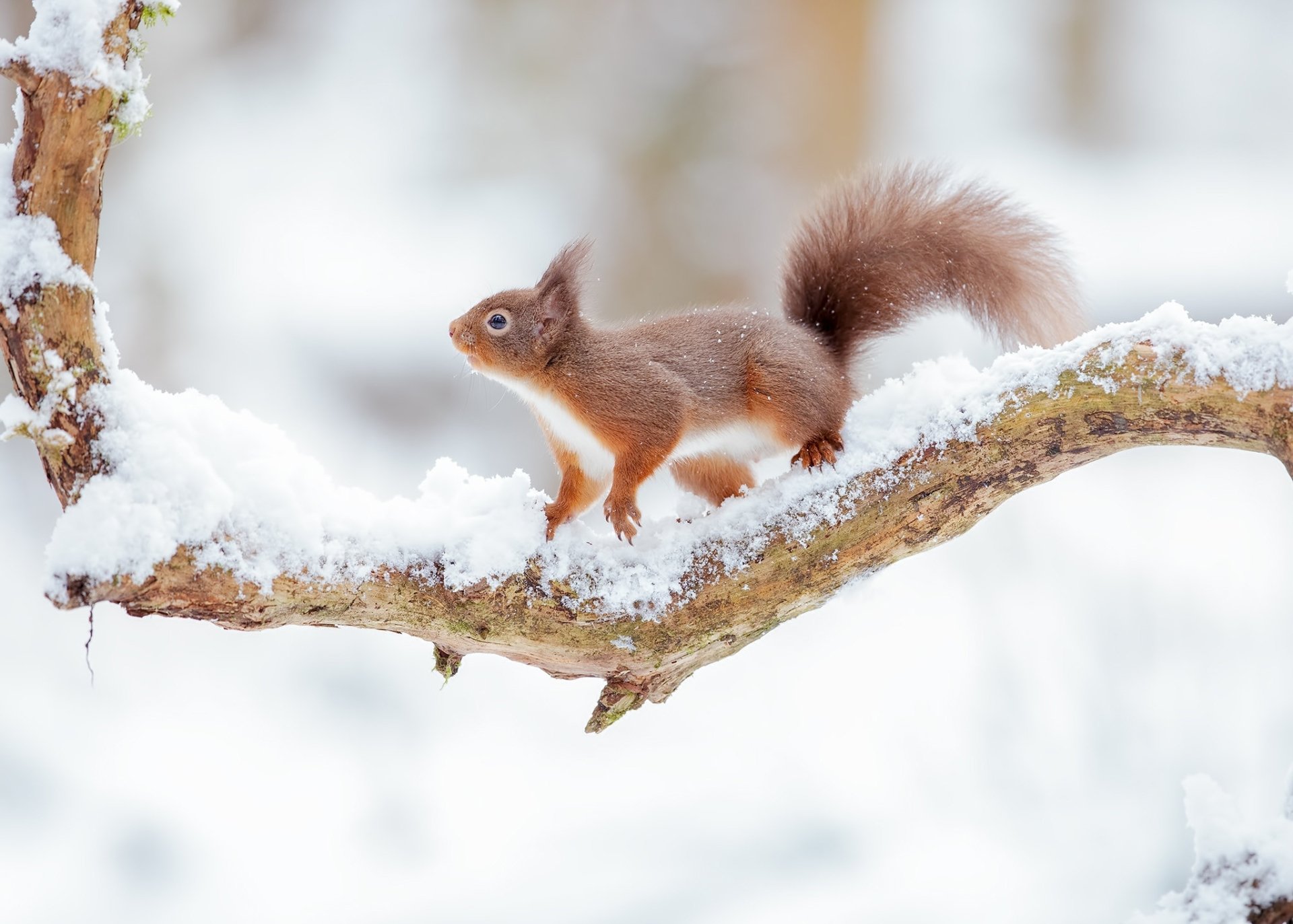 Squirrel HD Wallpaper