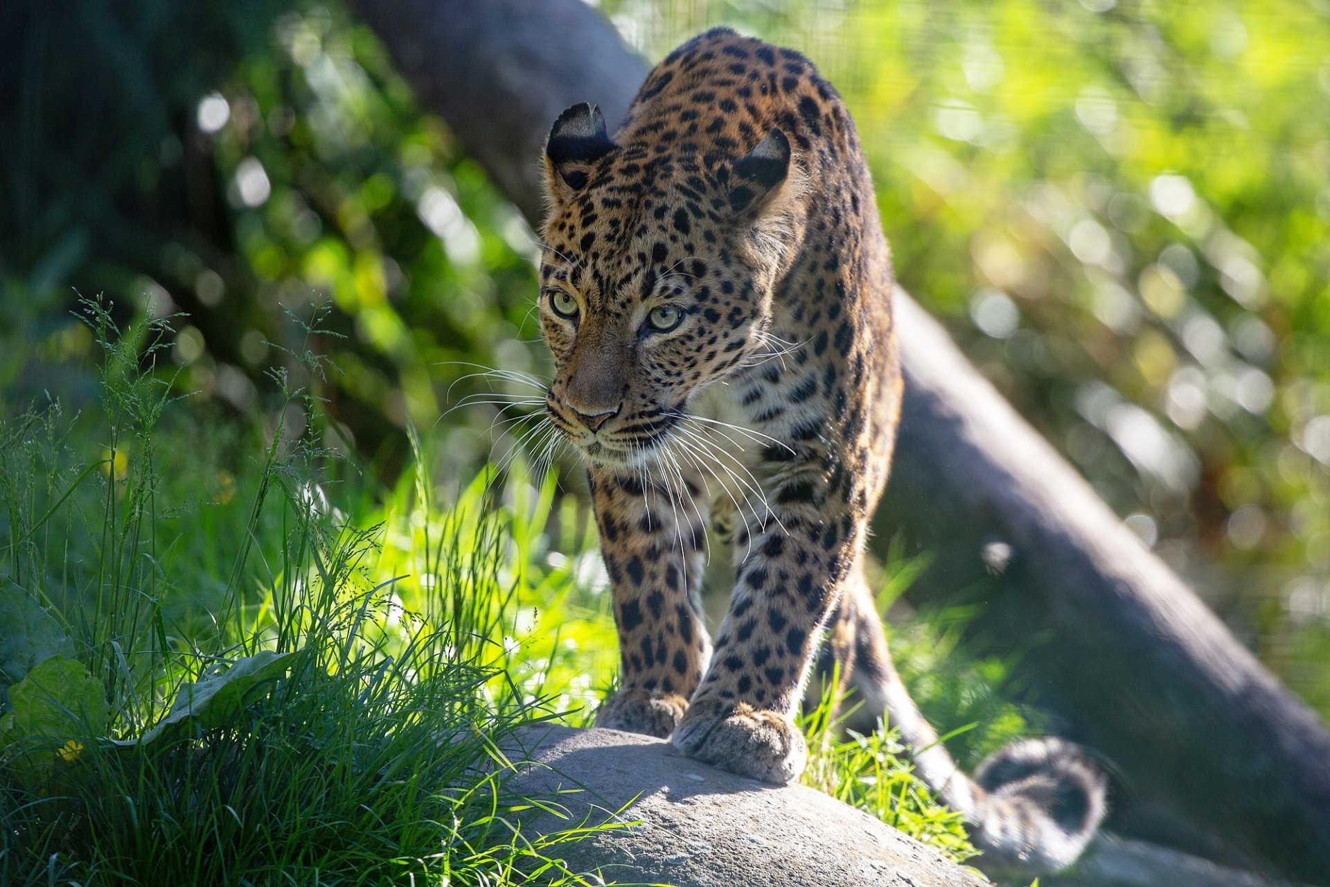 Download Bokeh Animal Leopard HD Wallpaper