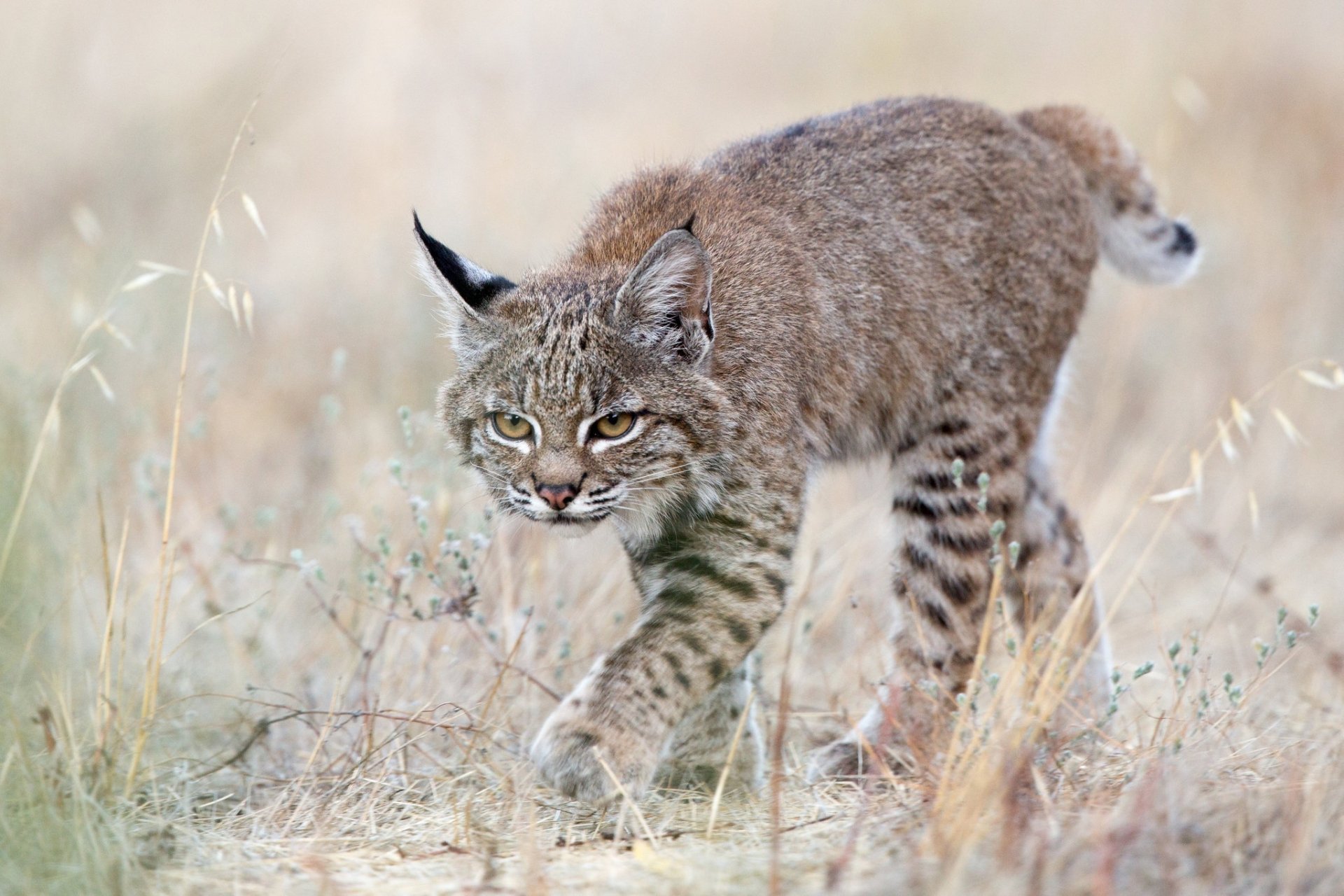 Download Animal Lynx HD Wallpaper | 2047x1365 | Wallpaper Abyss