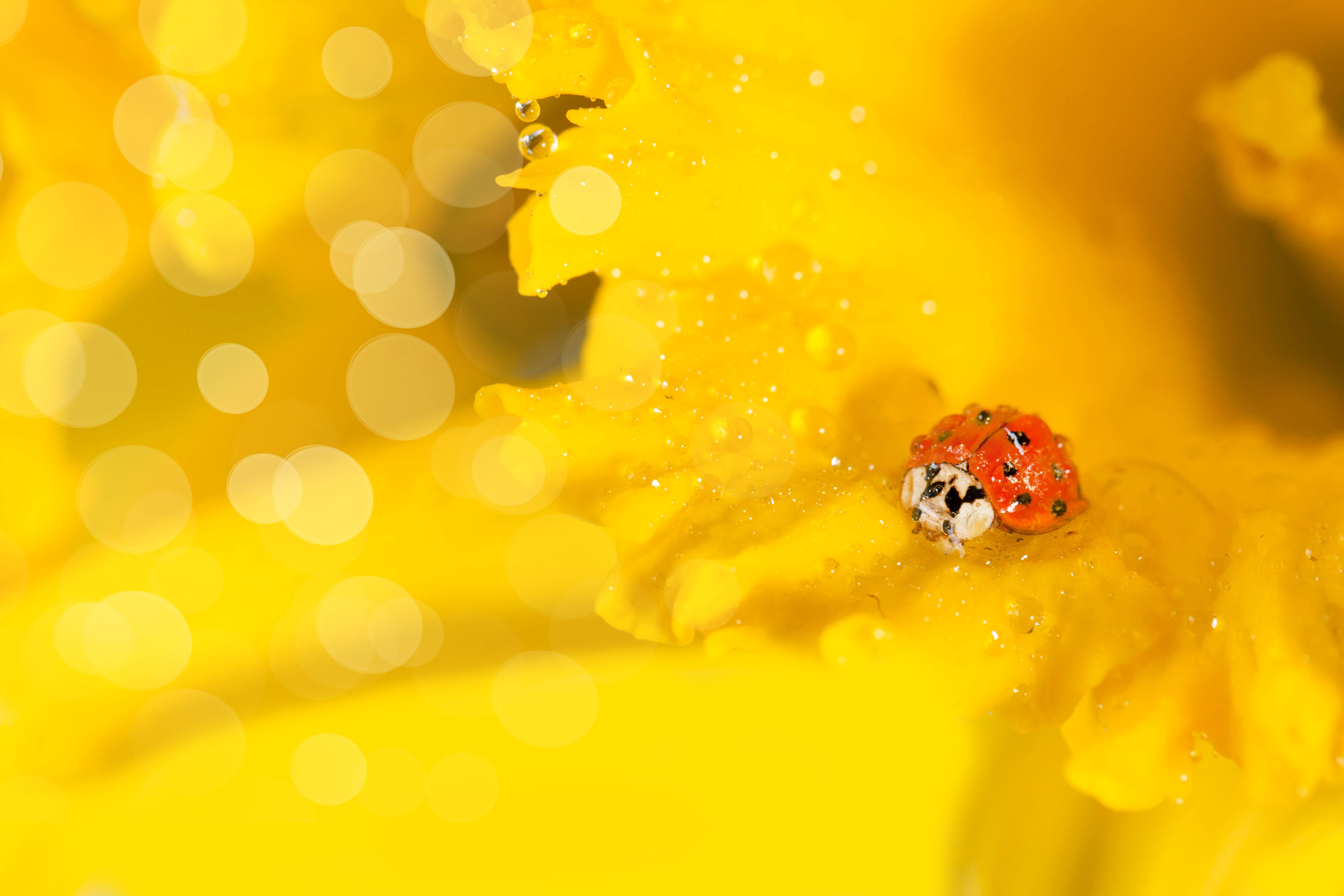 Download Insect Macro Flower Animal Ladybug 4k Ultra HD Wallpaper