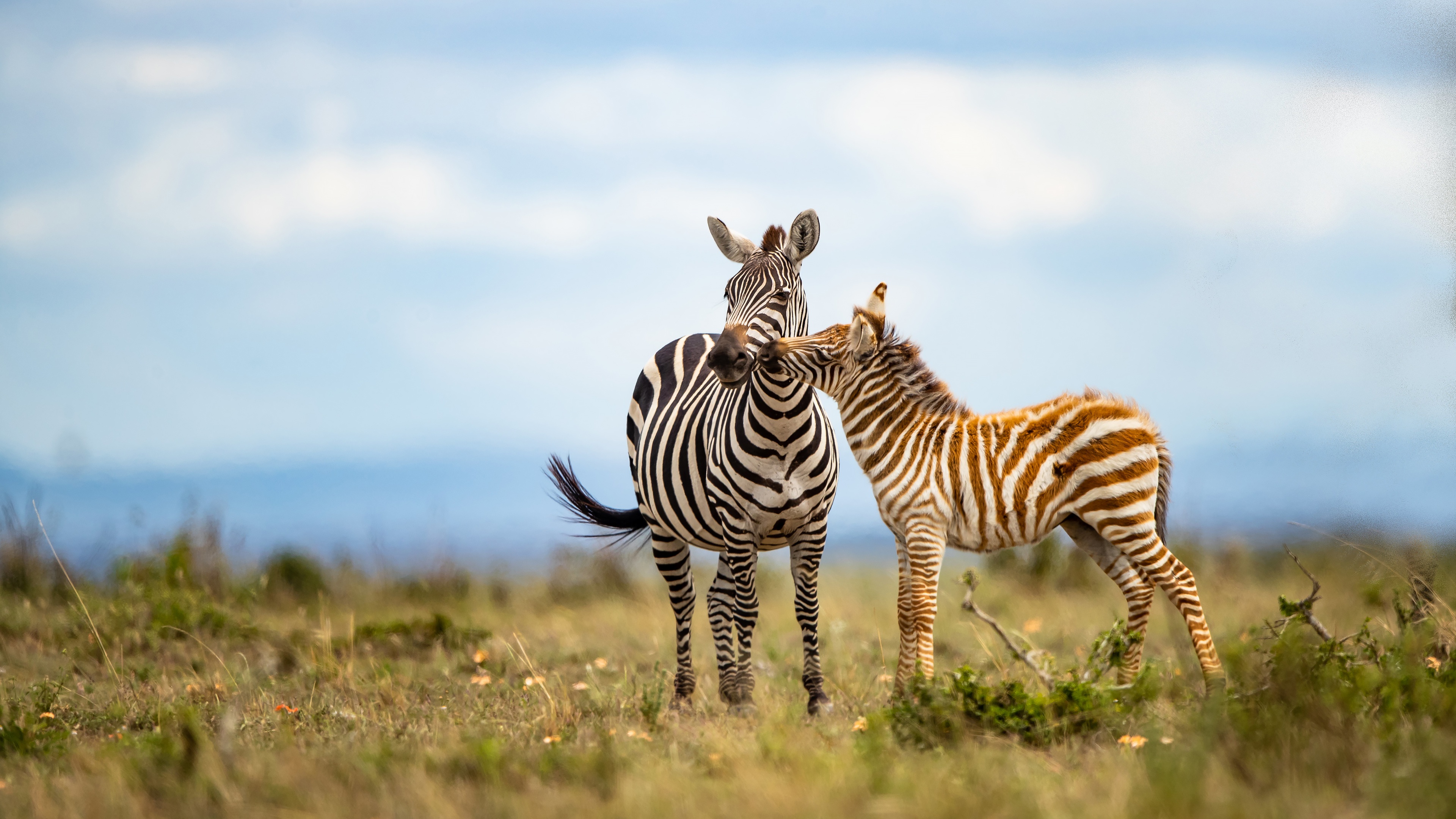 Download Baby Animal Depth Of Field Animal Zebra 4k Ultra HD Wallpaper