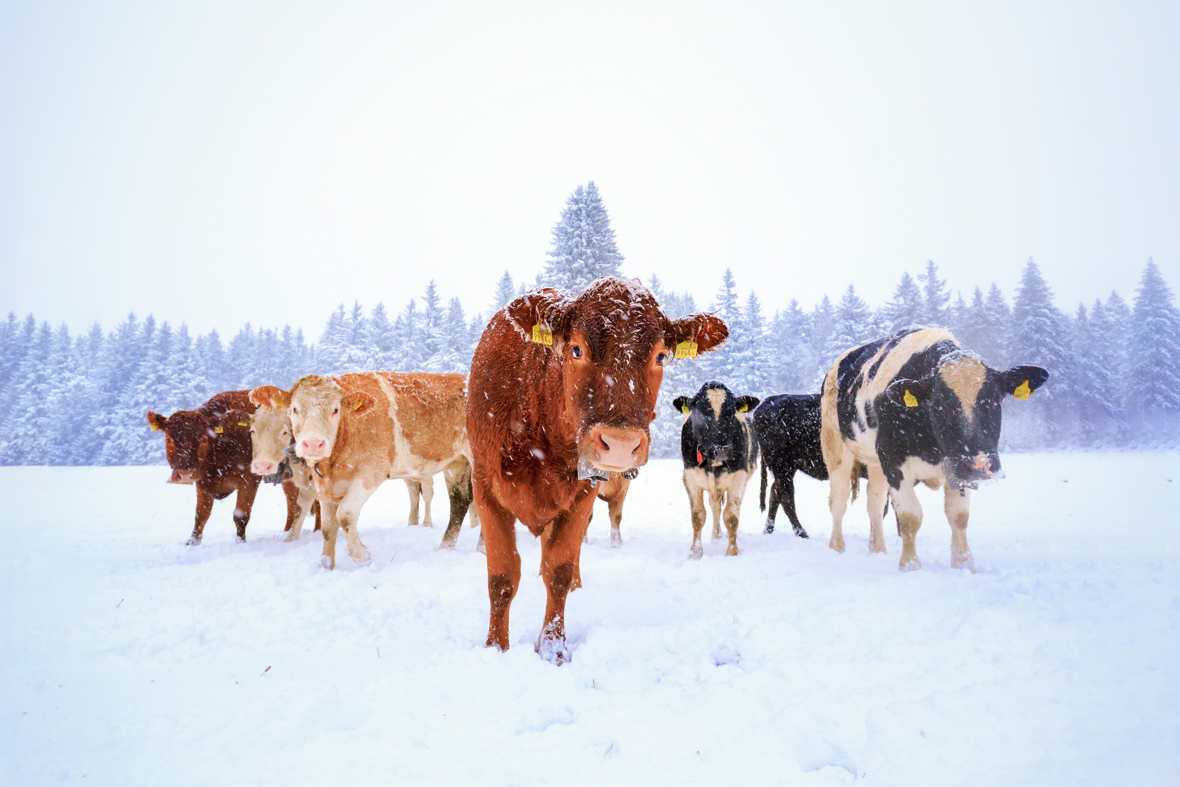 Download Snow Winter Animal Cow 4k Ultra HD Wallpaper