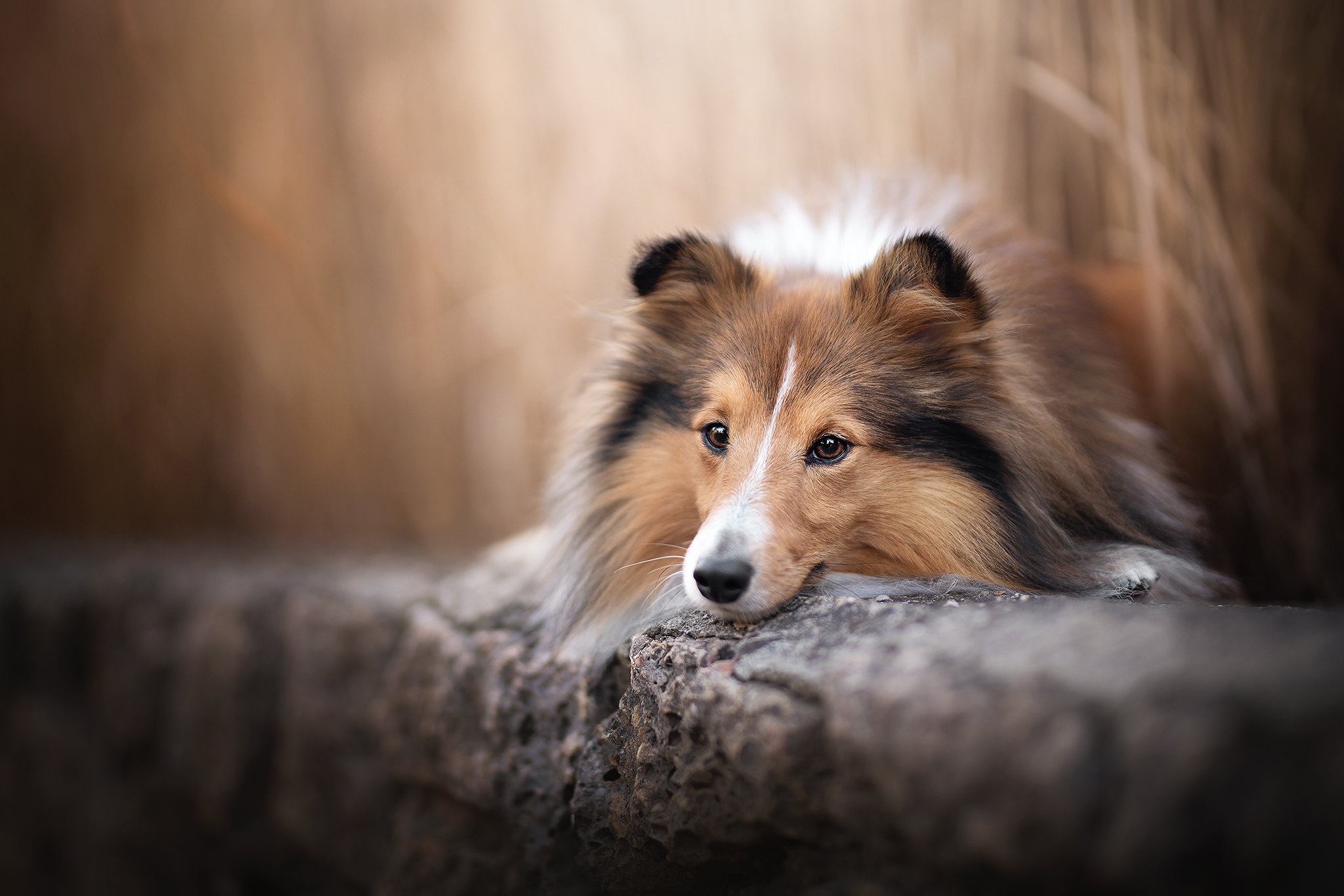 Download Dog Animal Shetland Sheepdog HD Wallpaper