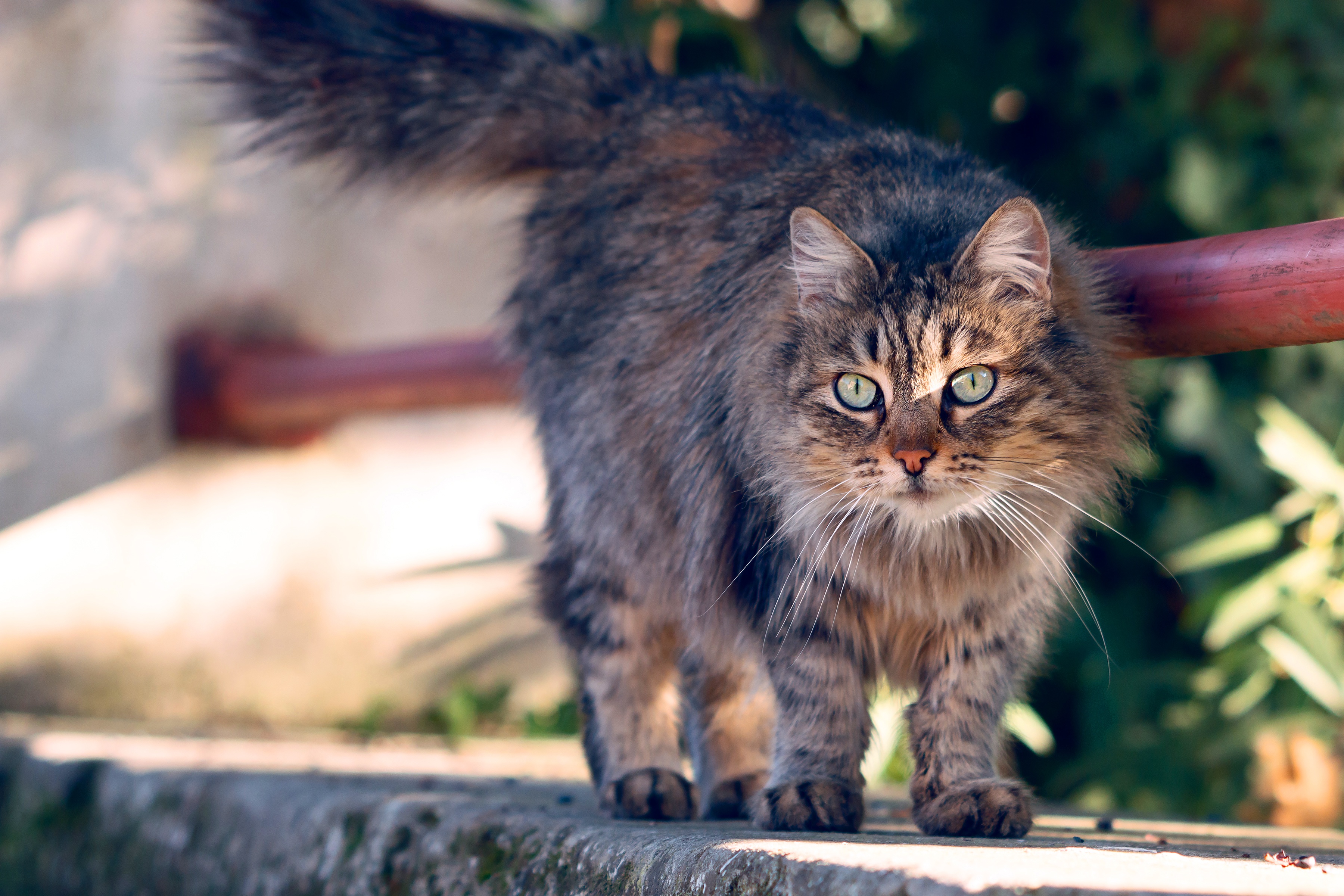 Download Animal Cat HD Wallpaper