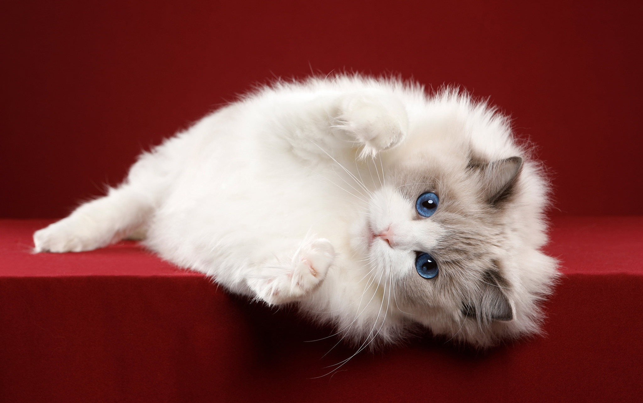 Cat Pet Ipad Wallpapers