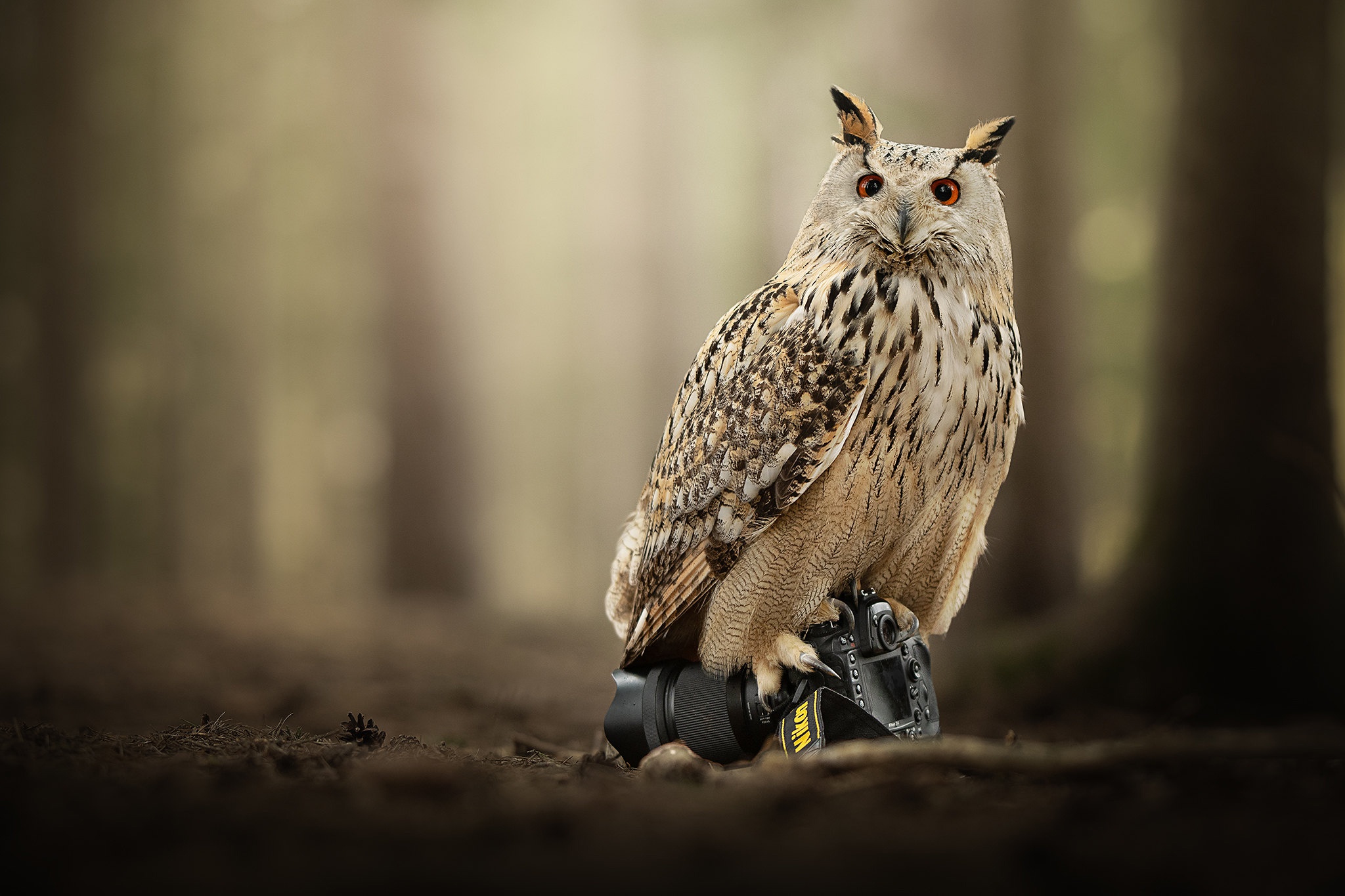Download Depth Of Field Camera Bird Animal Owl HD Wallpaper
