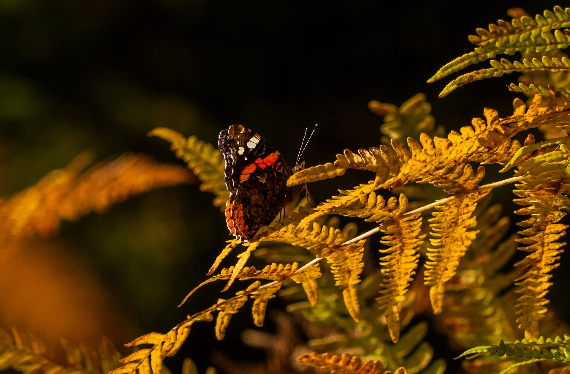 Download Fern Macro Insect Animal Butterfly HD Wallpaper