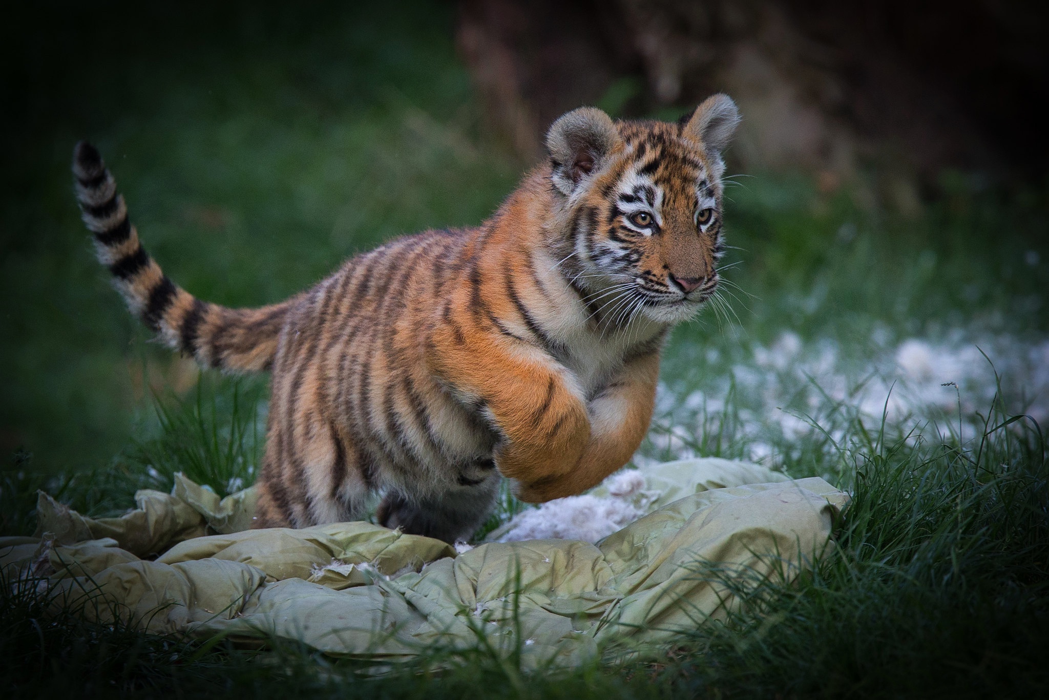Baby Tiger Hd Baby Tiger Stock Photos, Royalty Free Baby Tiger Images