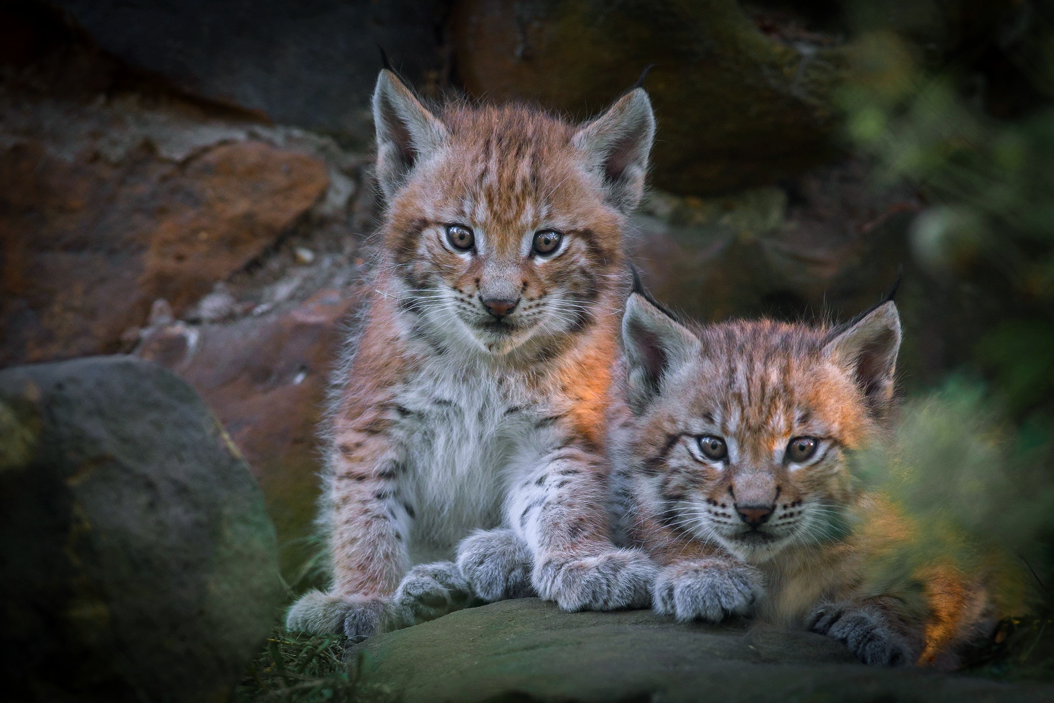 Download Cub Baby Animal Animal Lynx HD Wallpaper