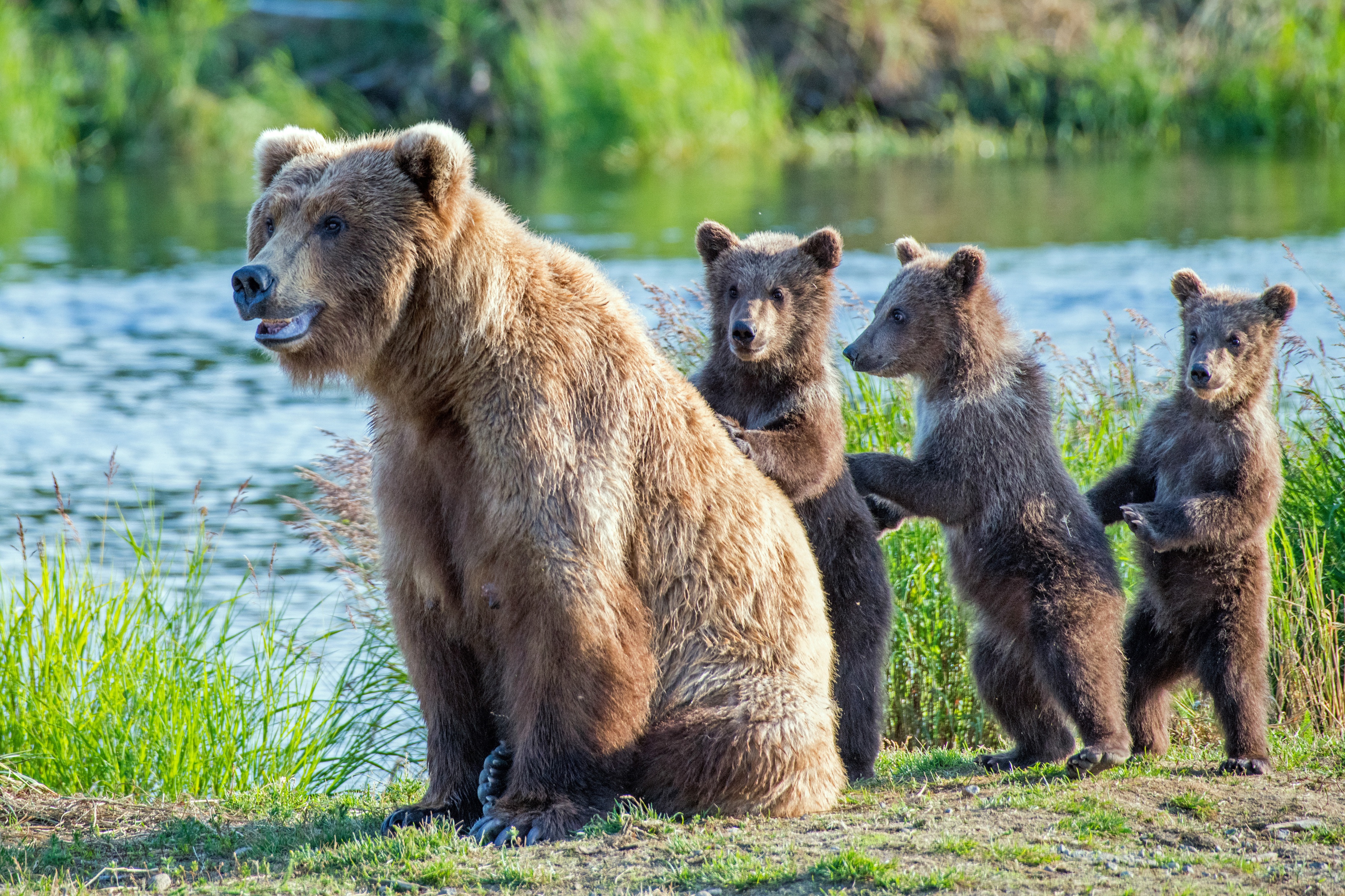 Adorable Bear Family: HD Wallpaper of Mama Bear with Playful Cub Trio