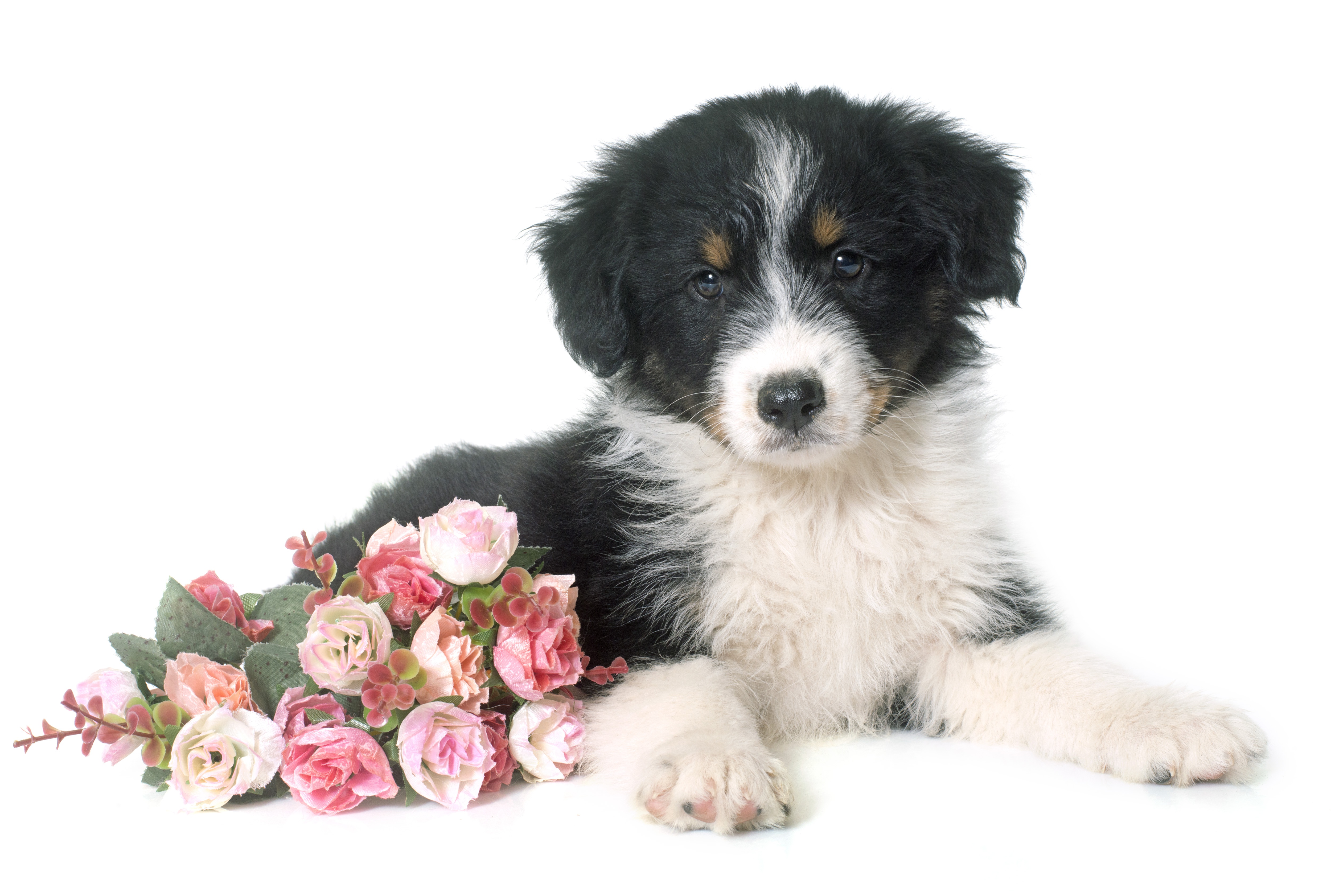 Download Pink Flower Rose Cute Puppy Animal Australian Shepherd 4k ...